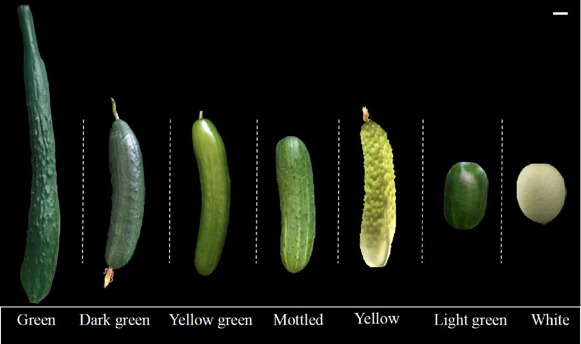 Genetic regulation and molecular mechanism of immature cucumber peel ...
