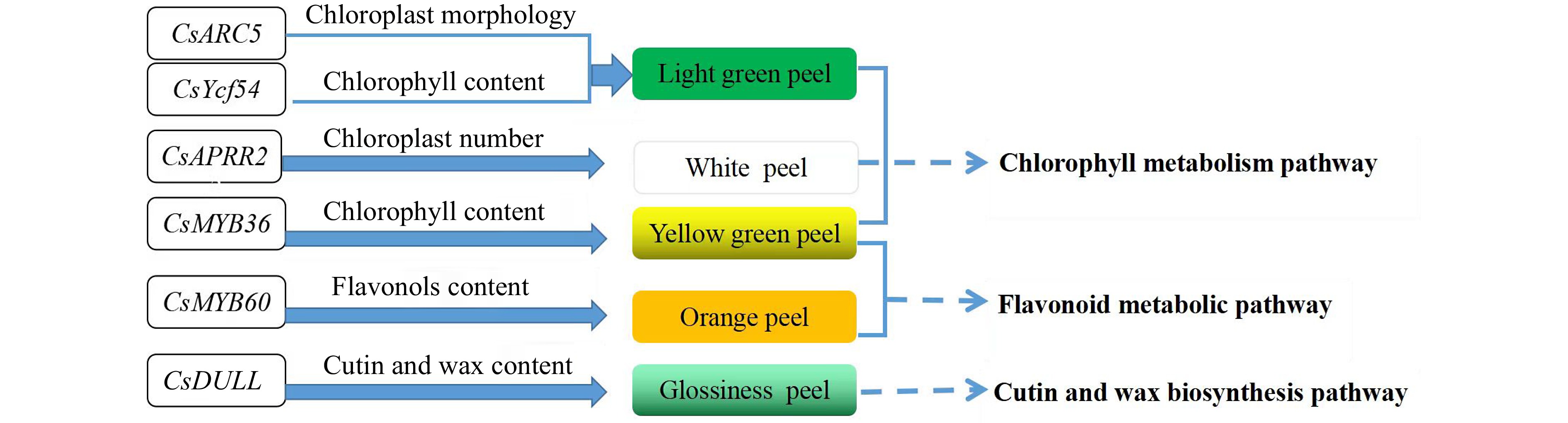 Genetic regulation and molecular mechanism of immature cucumber peel ...