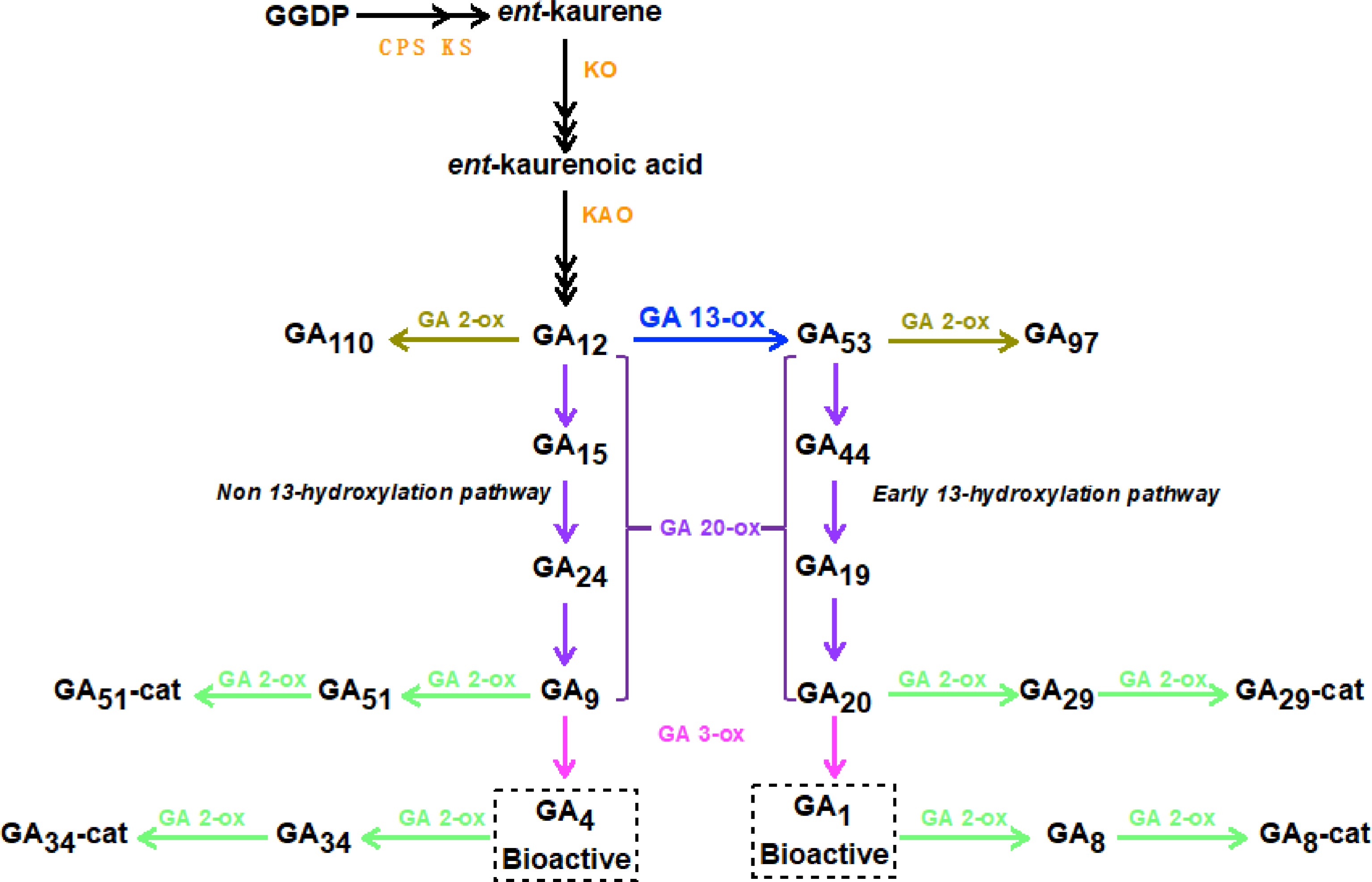 Gibberellins Biosynthesis