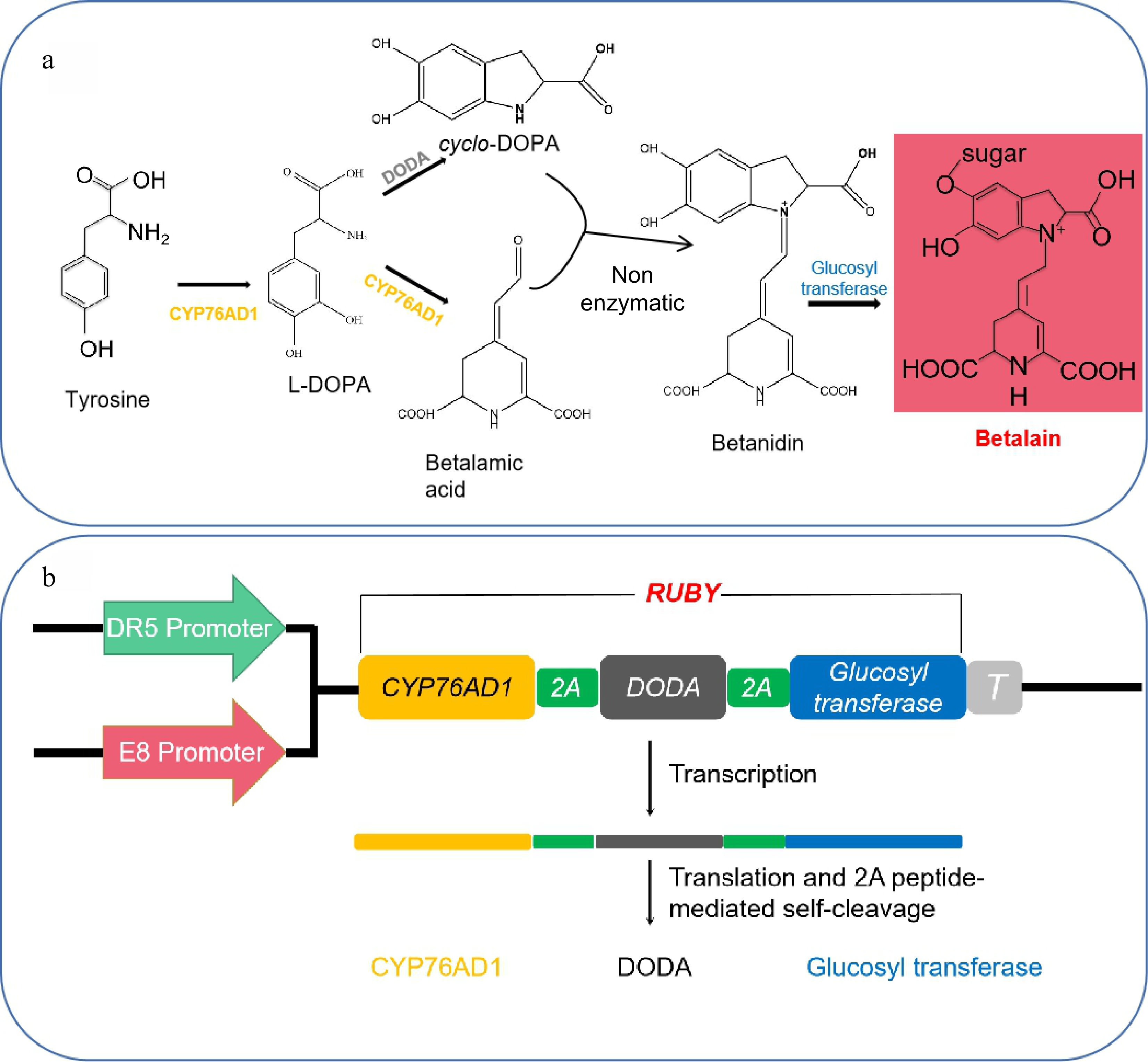 The DR5 and E8 reporters are suitable systems for studying the ...