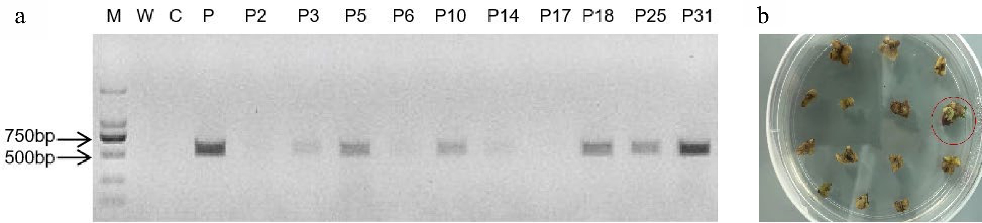 The DR5 and E8 reporters are suitable systems for studying the ...