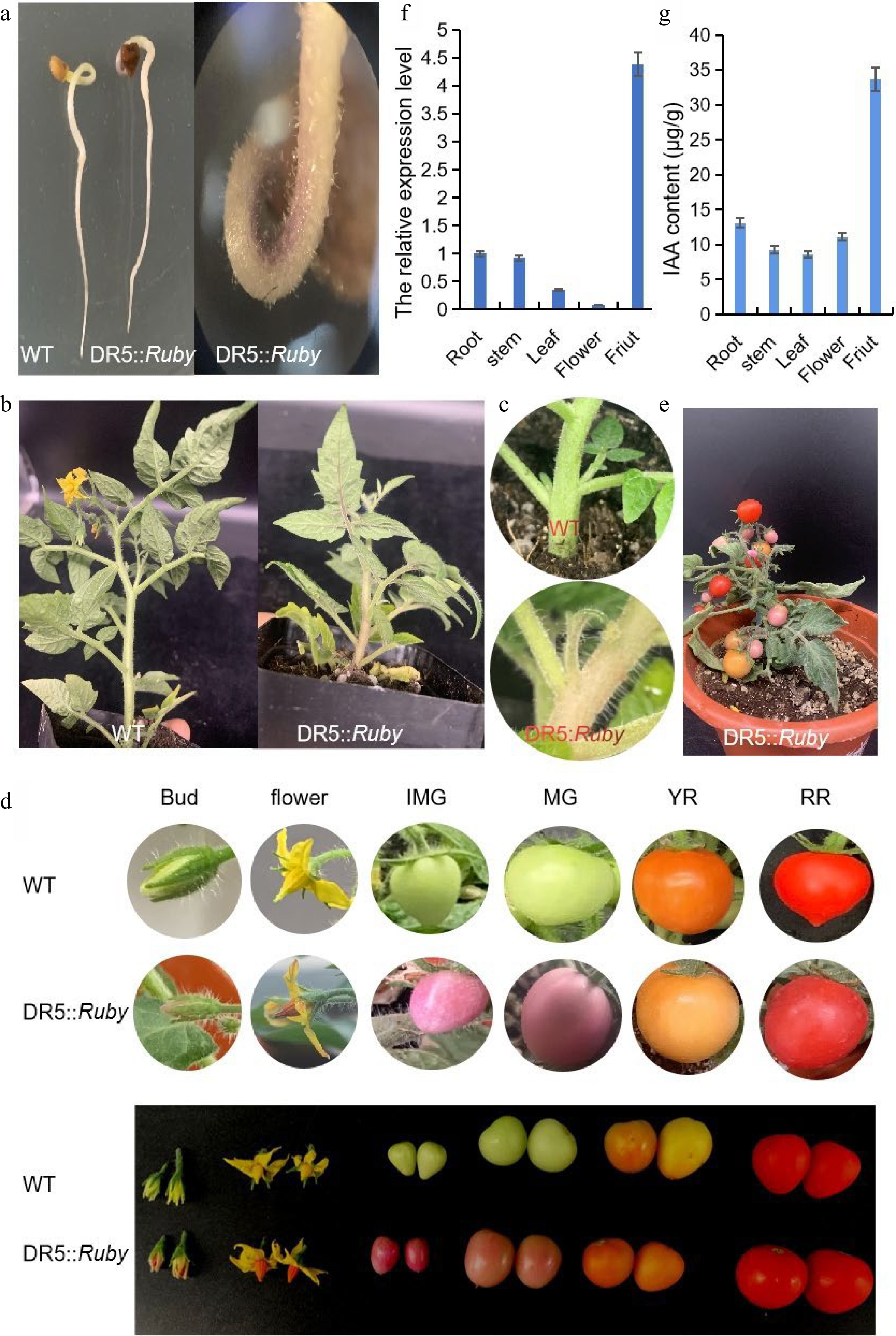 The DR5 and E8 reporters are suitable systems for studying the ...