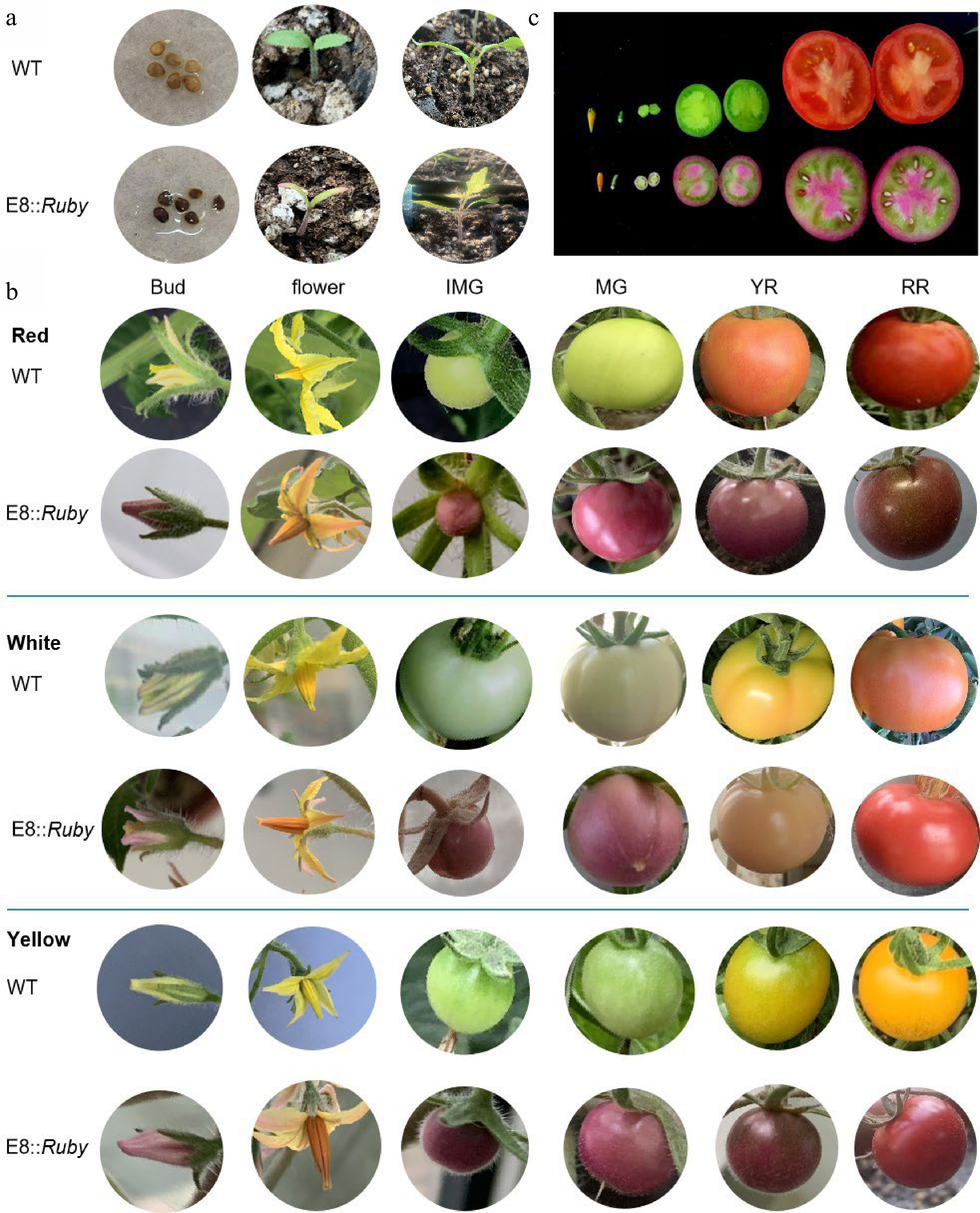 The DR5 and E8 reporters are suitable systems for studying the ...