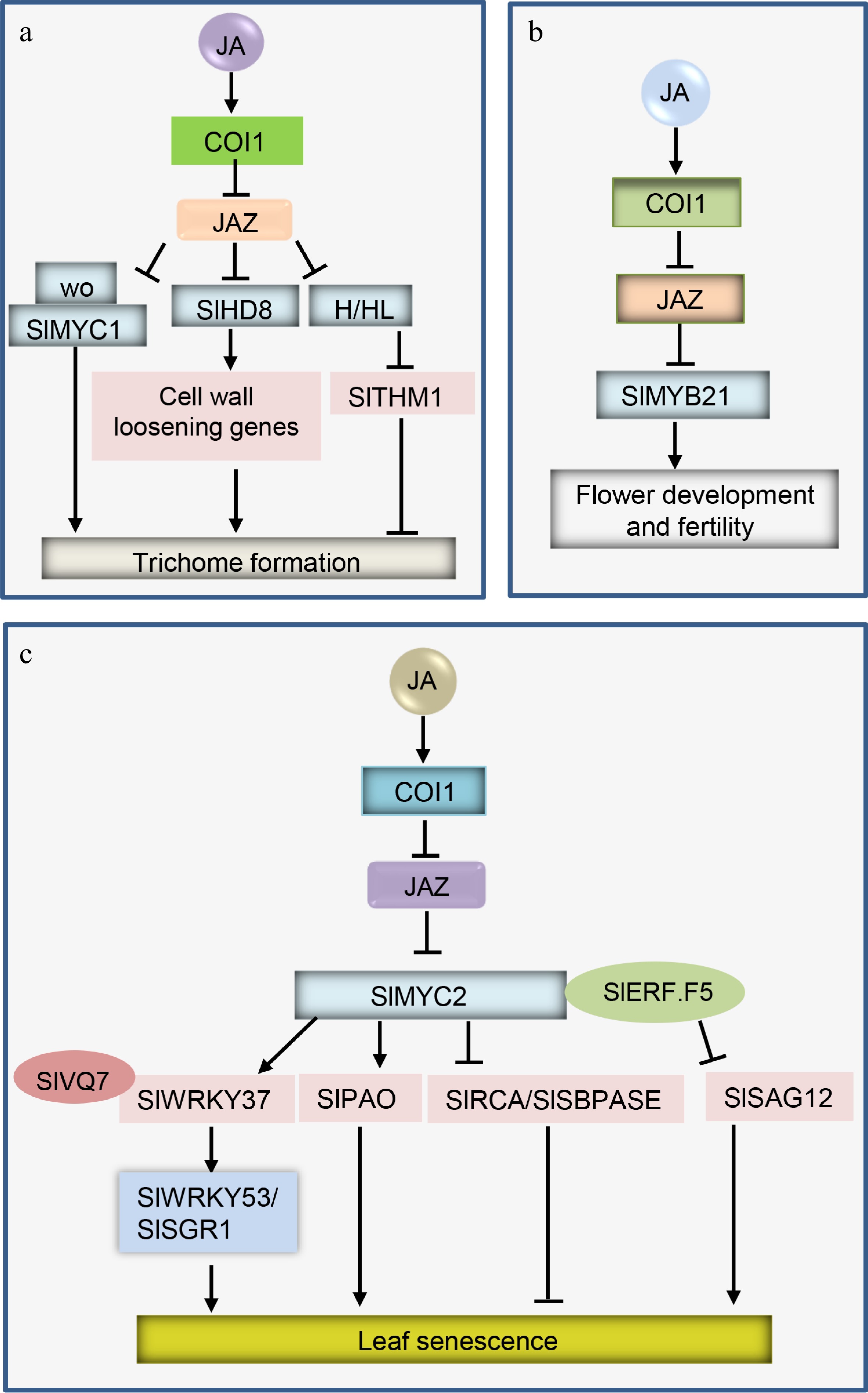 Roles of jasmonates in tomato growth, development and defense