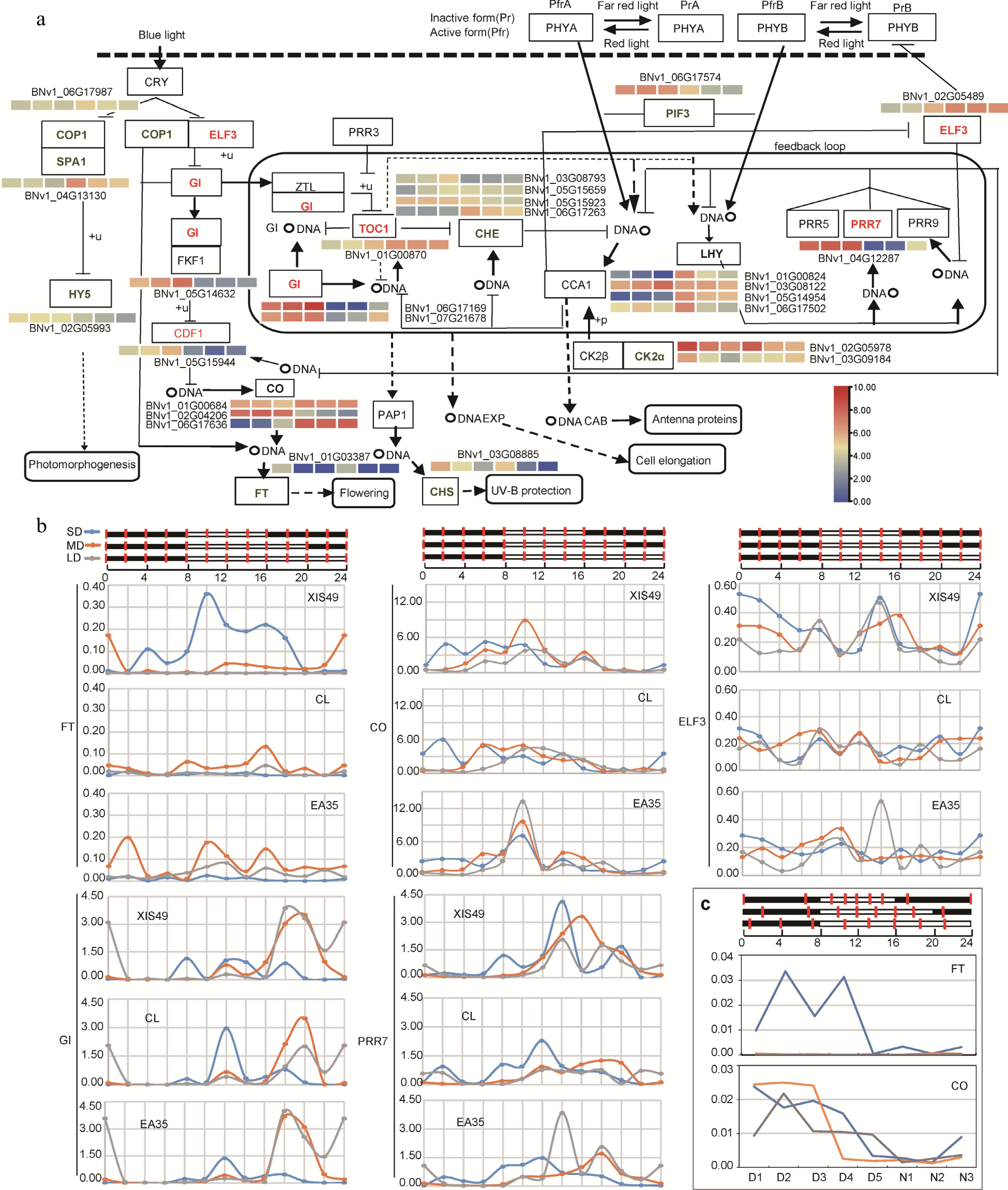FLOWERING LOCUS T ( FT ) gene regulates short-day flowering in low ...
