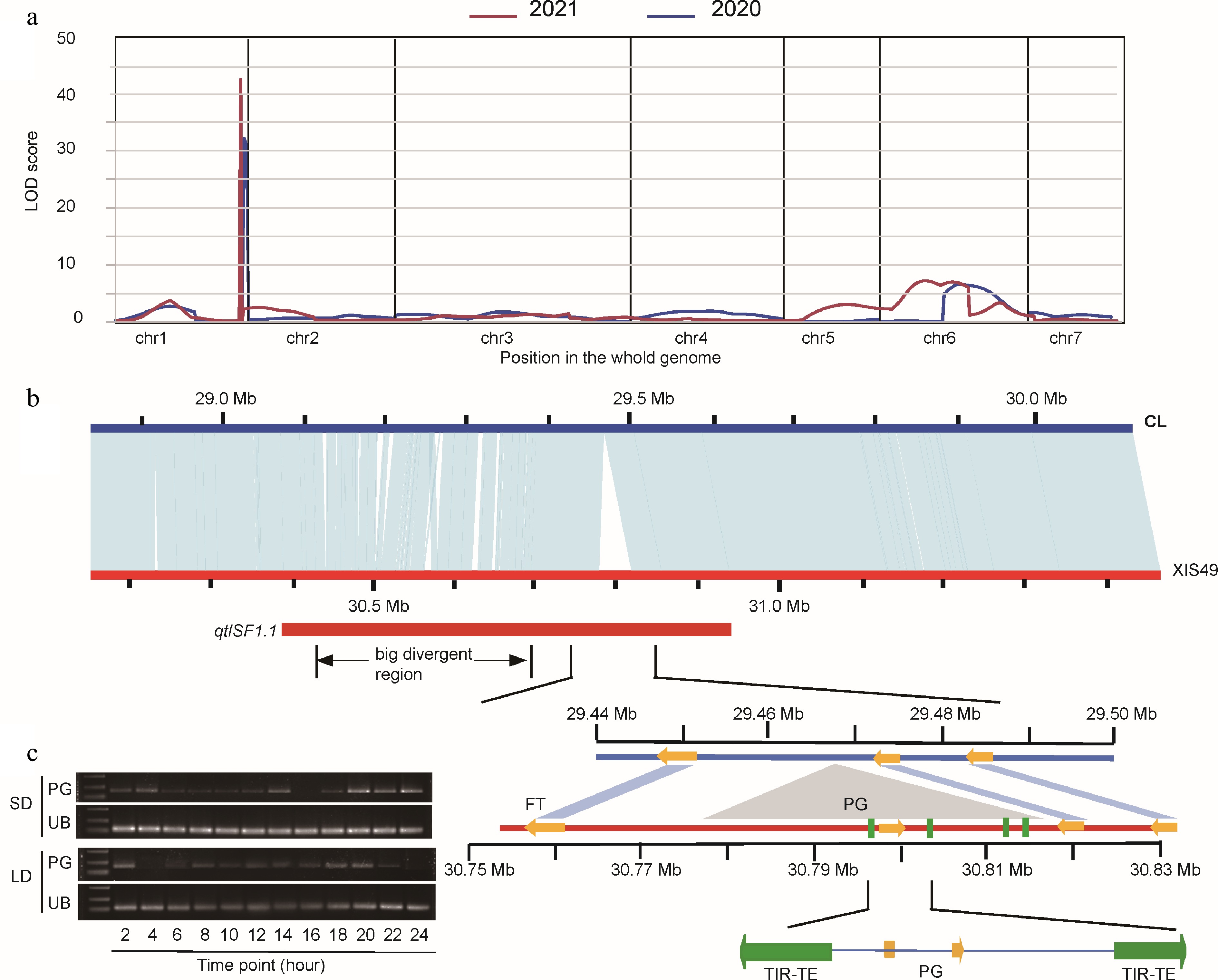 FLOWERING LOCUS T ( FT ) gene regulates short-day flowering in low ...