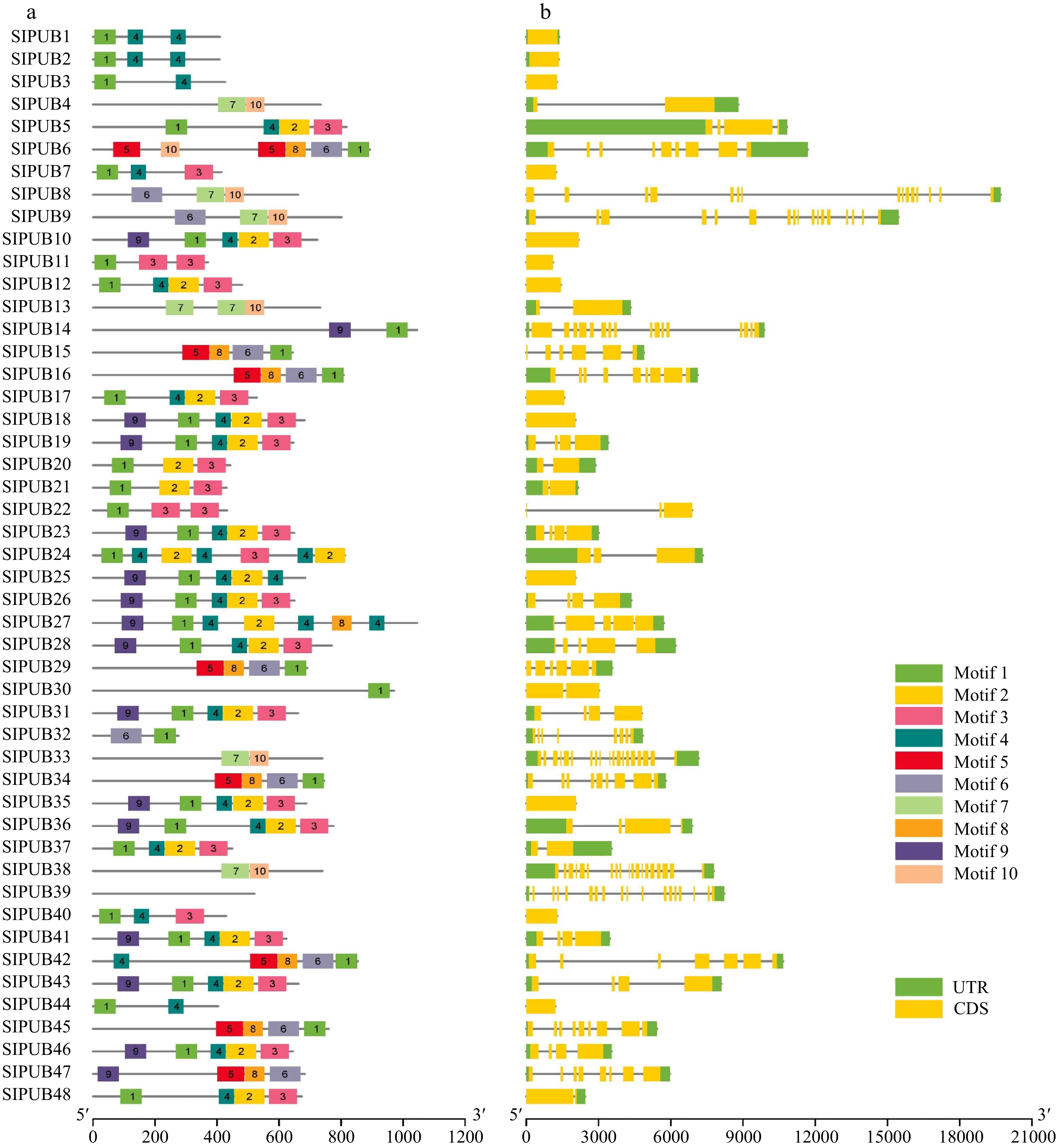 Genome-wide identification of the plant U-box ( PUB ) gene family and ...