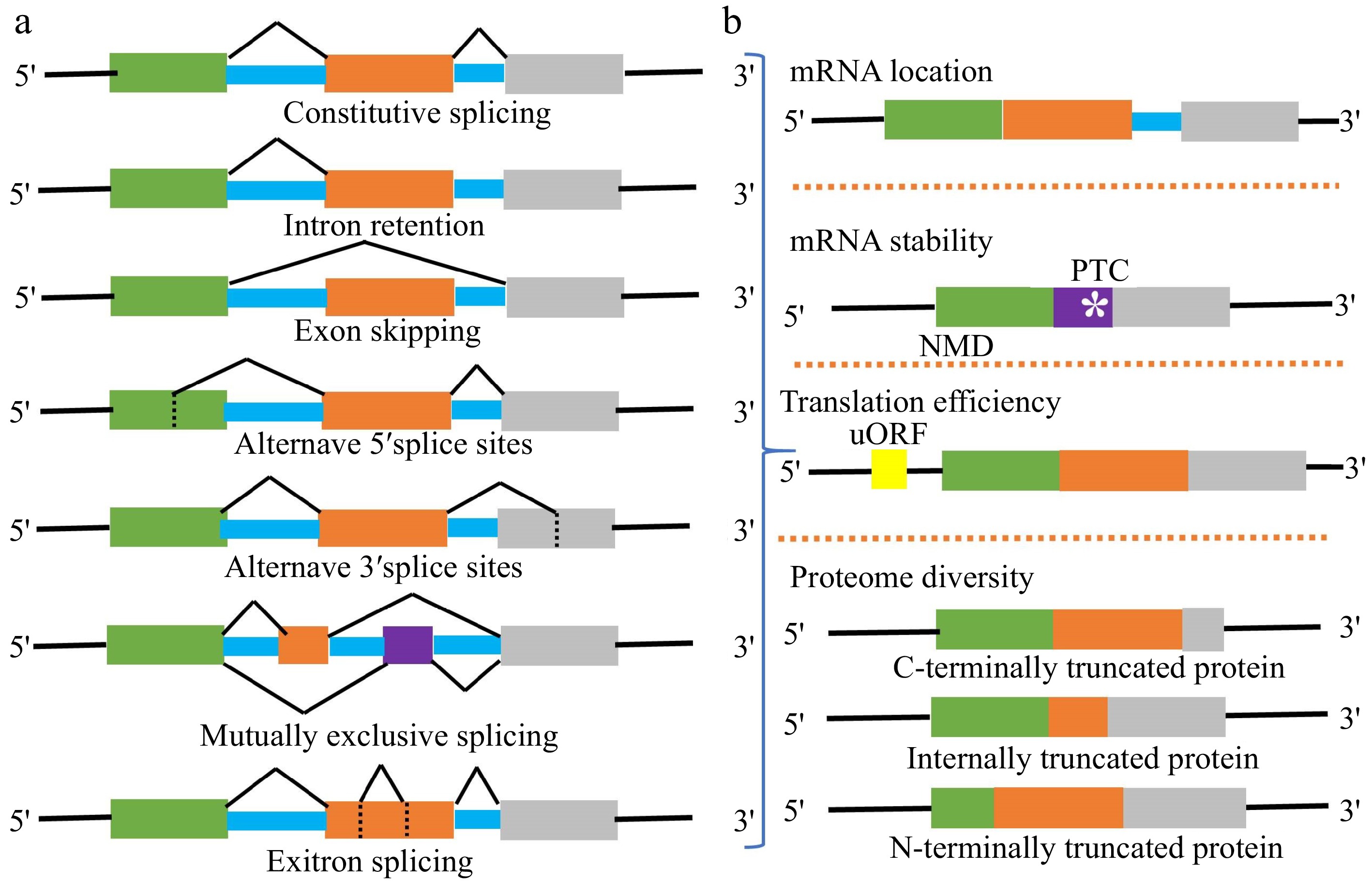 Alternative splicing control of light and temperature stress responses ...