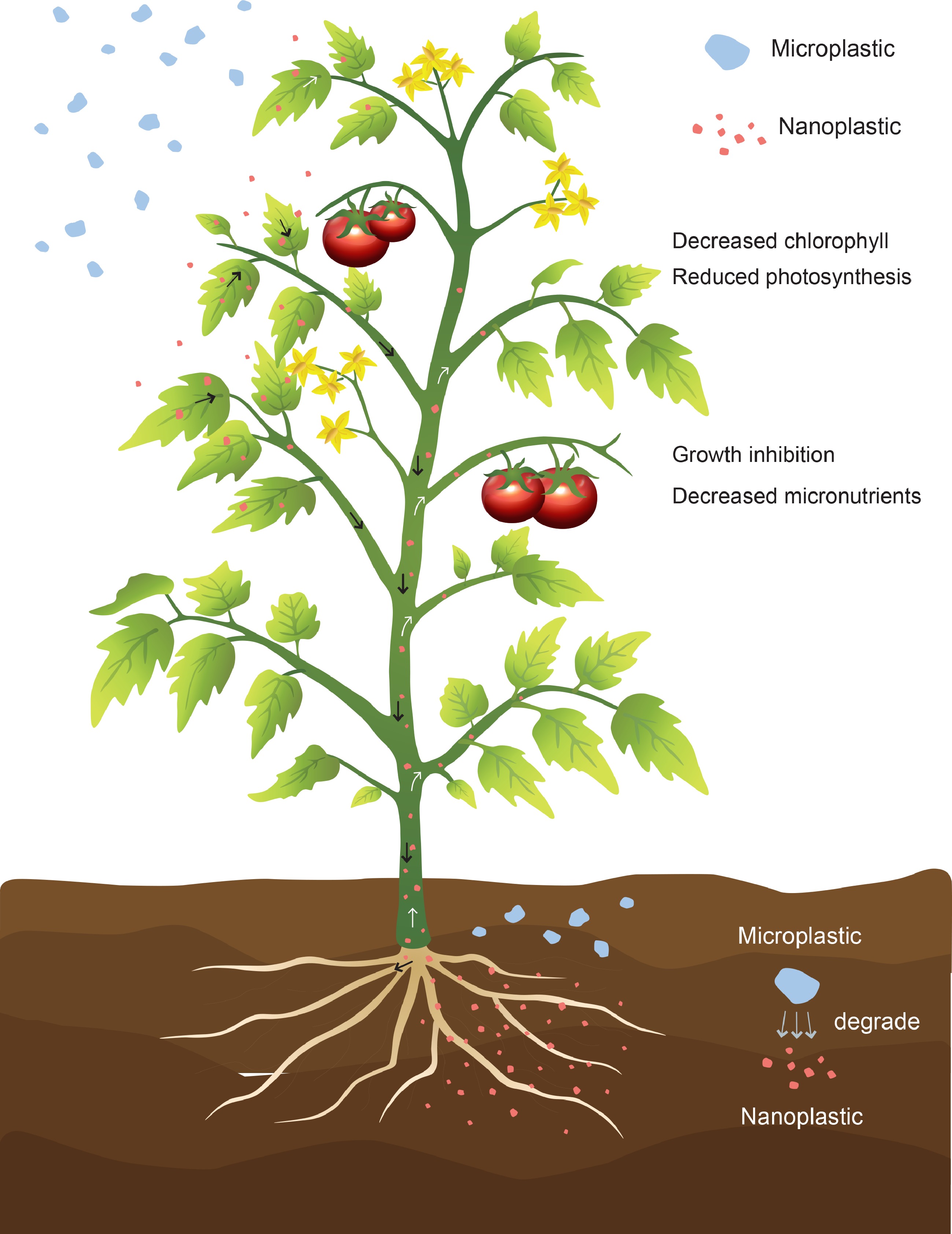 Micro/nanoplastics a potential threat to crops