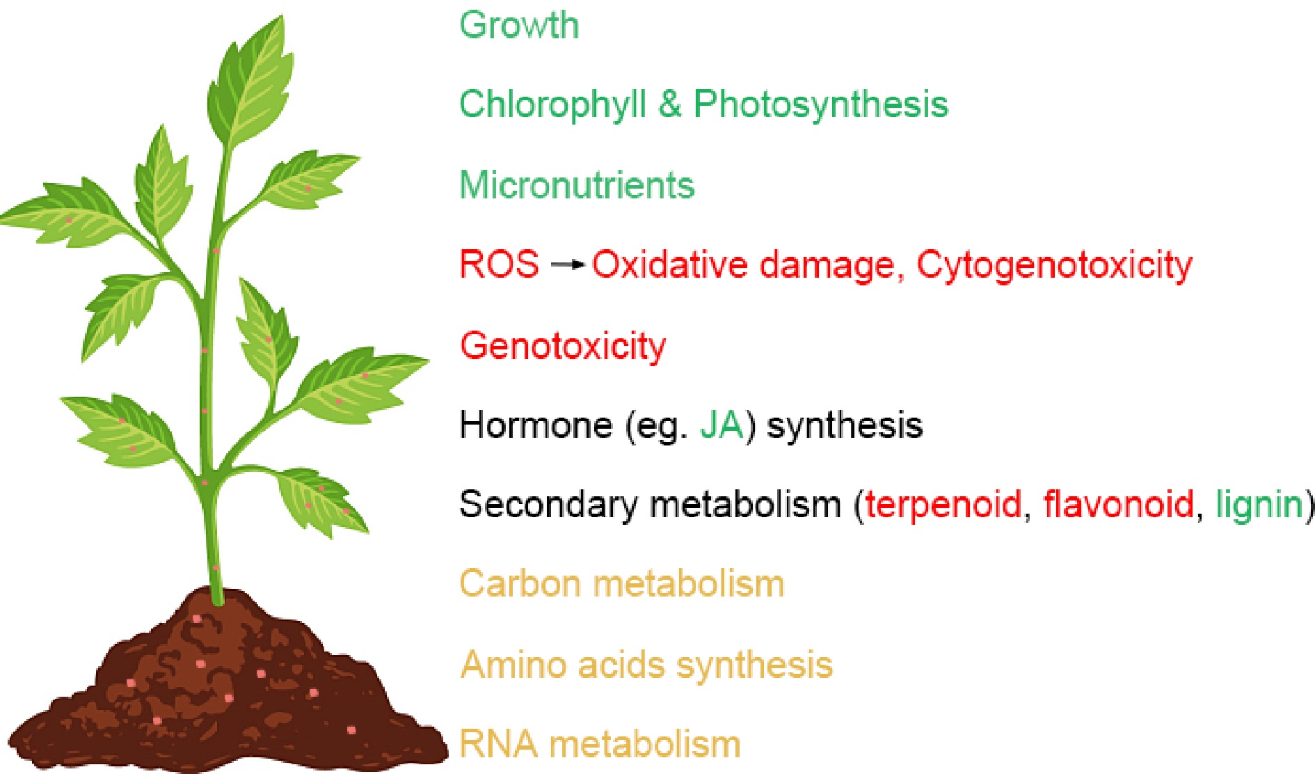 Micro/nanoplastics a potential threat to crops