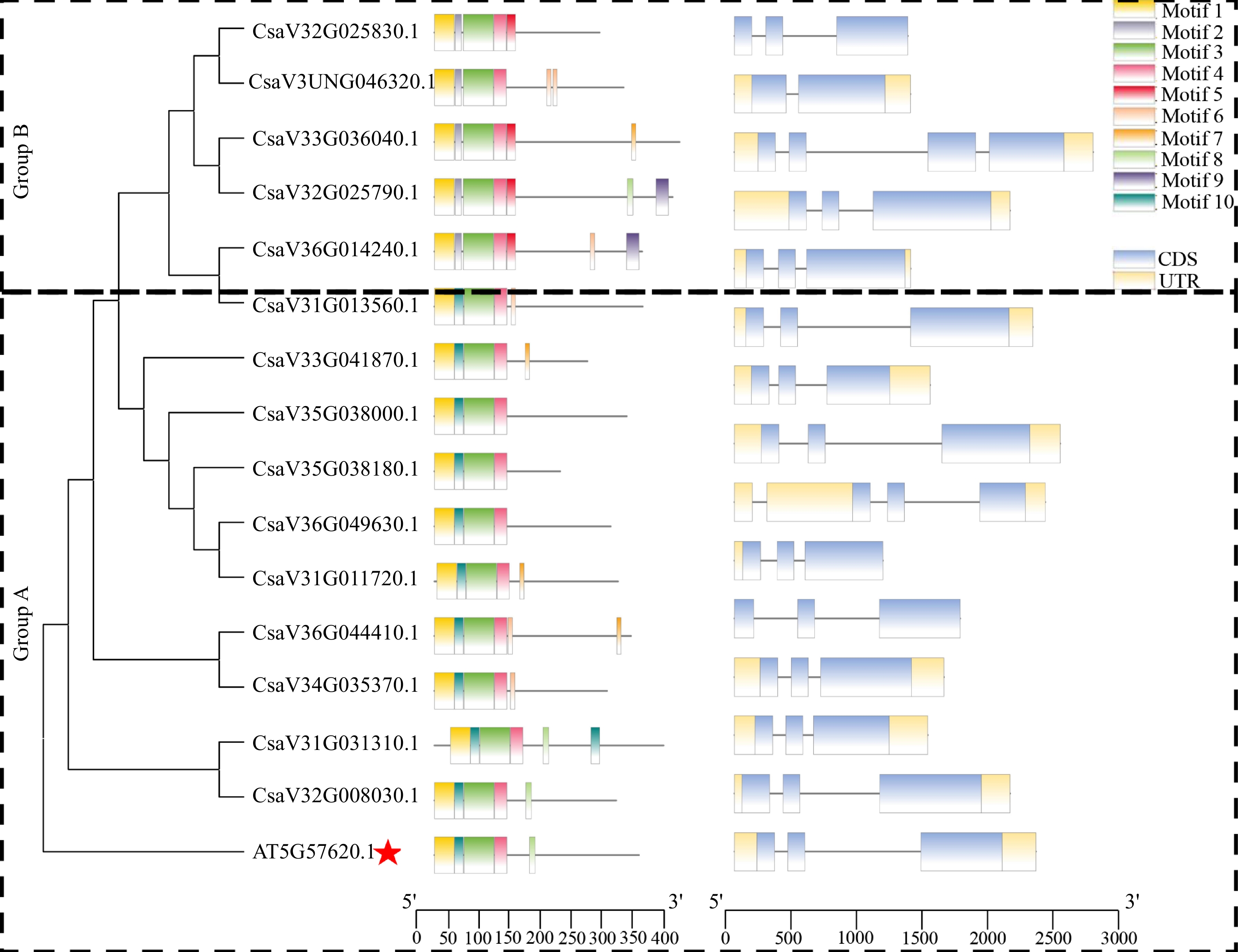 Genome-wide characterization and identification of root development and ...