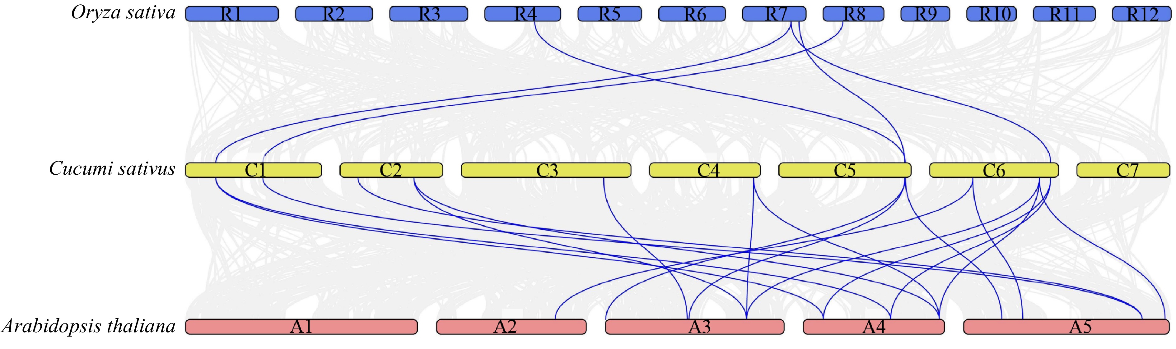 Genome-wide characterization and identification of root development and ...