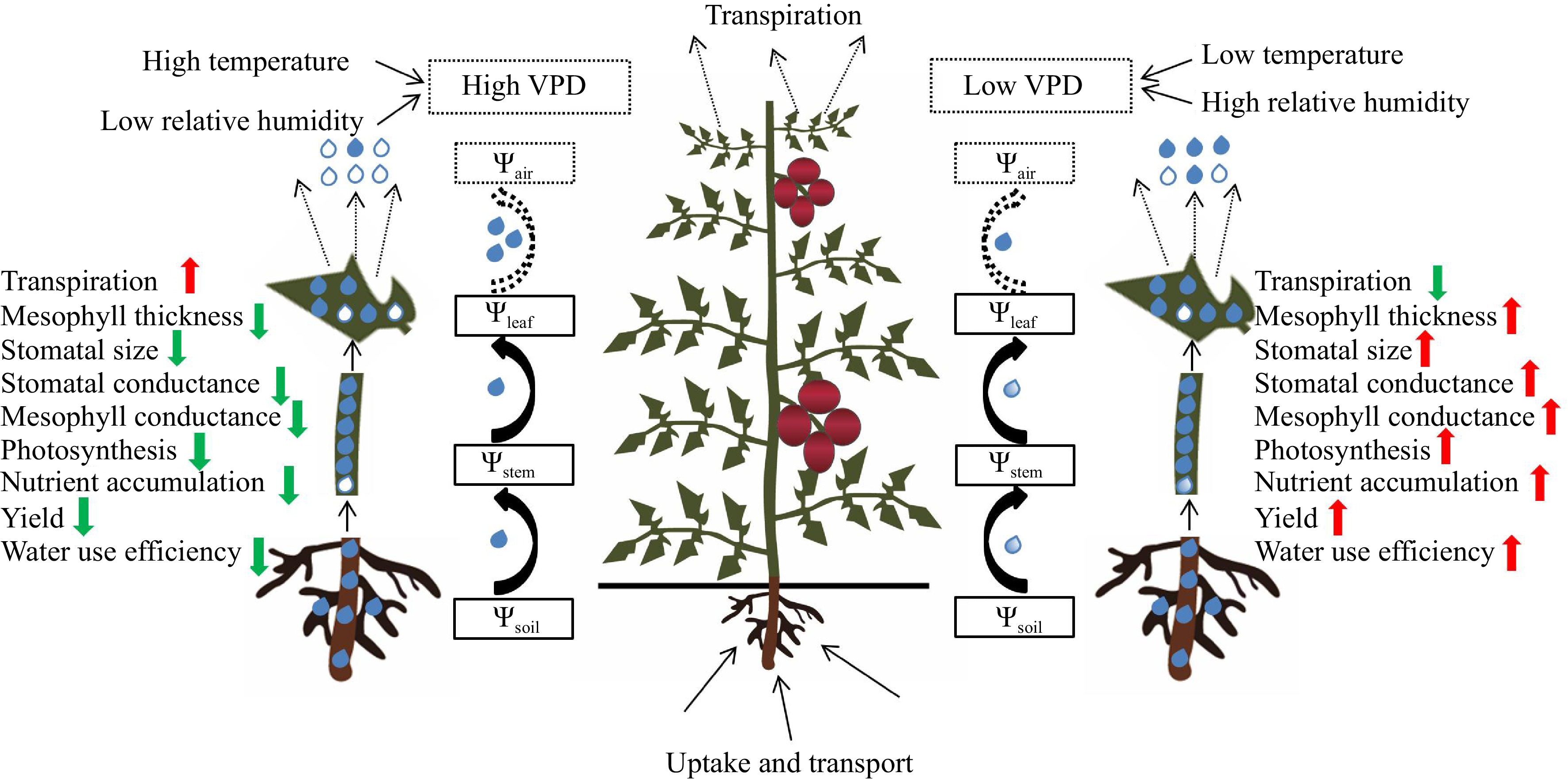 Systemic effects of the vapor pressure deficit on the physiology and ...