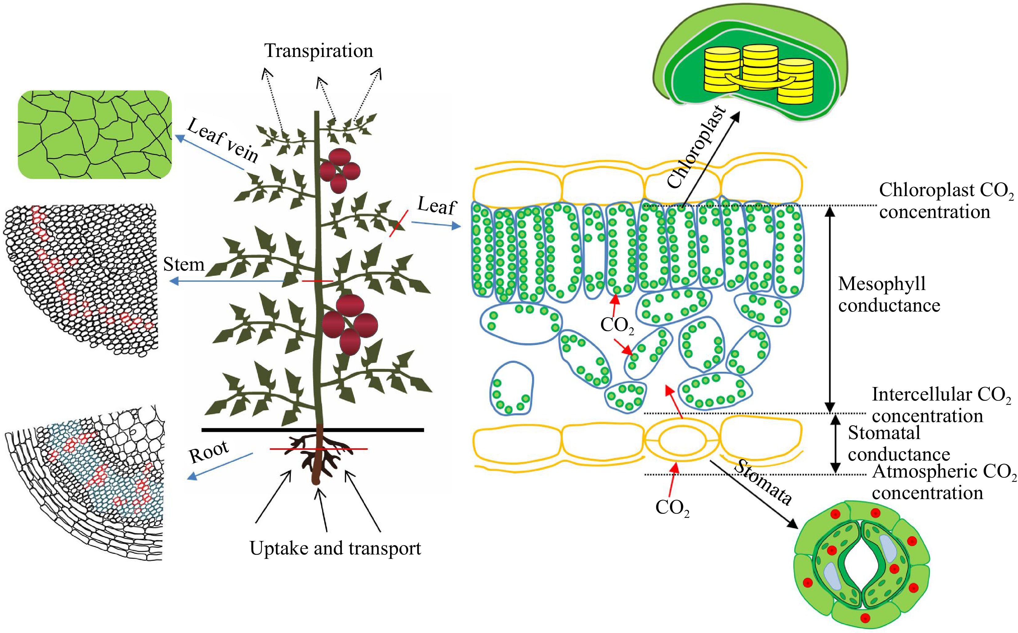 Systemic effects of the vapor pressure deficit on the physiology and ...
