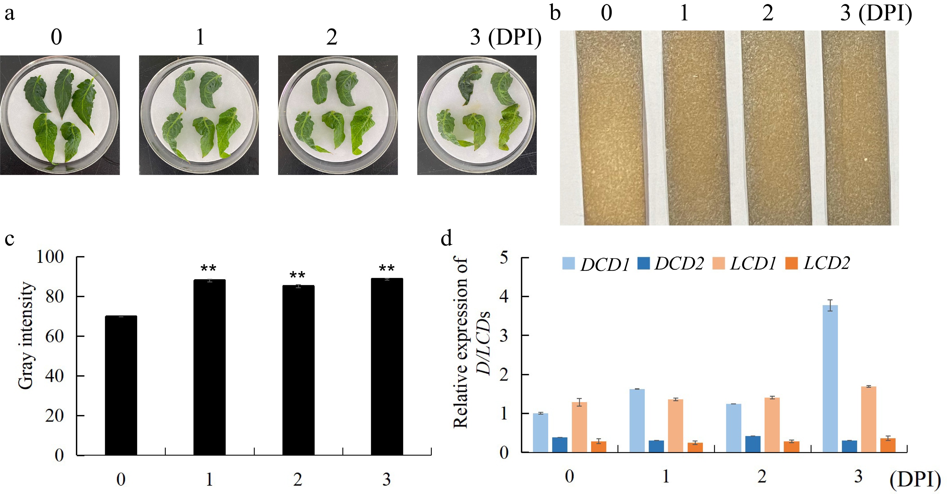 D-cysteine desulfhydrase DCD1 participates in tomato resistance against ...