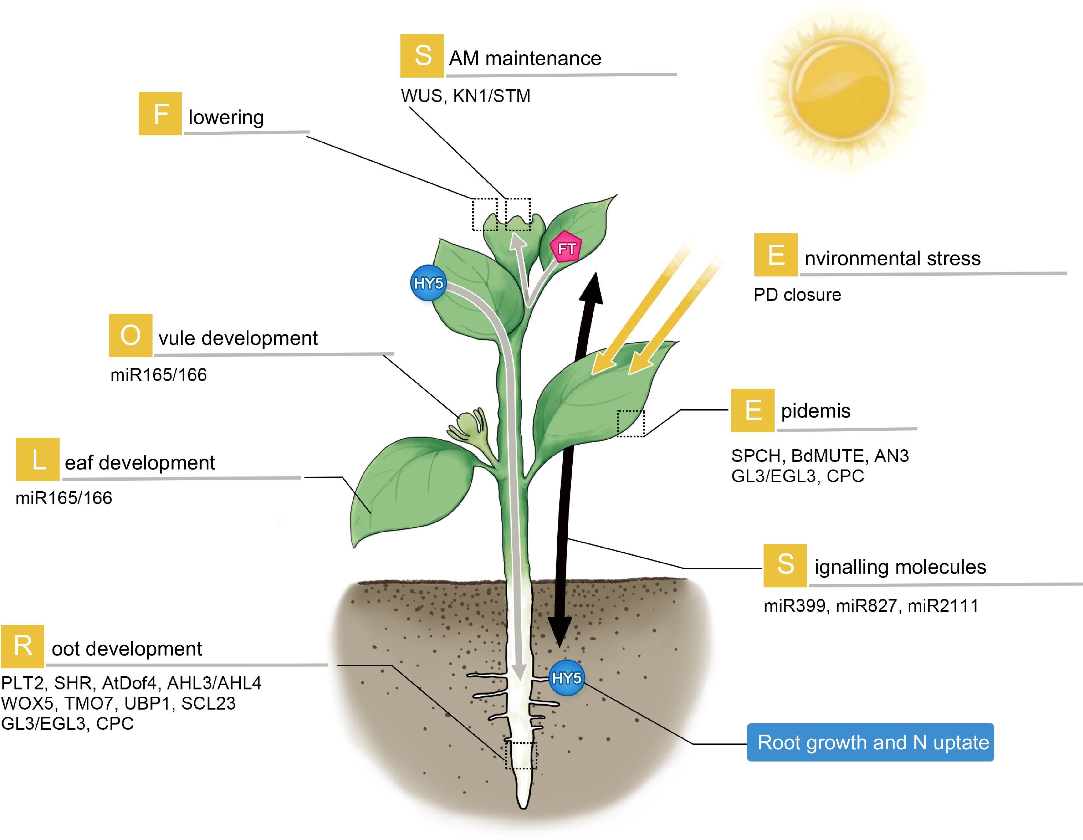 Intercellular signaling across plasmodesmata in vegetable species