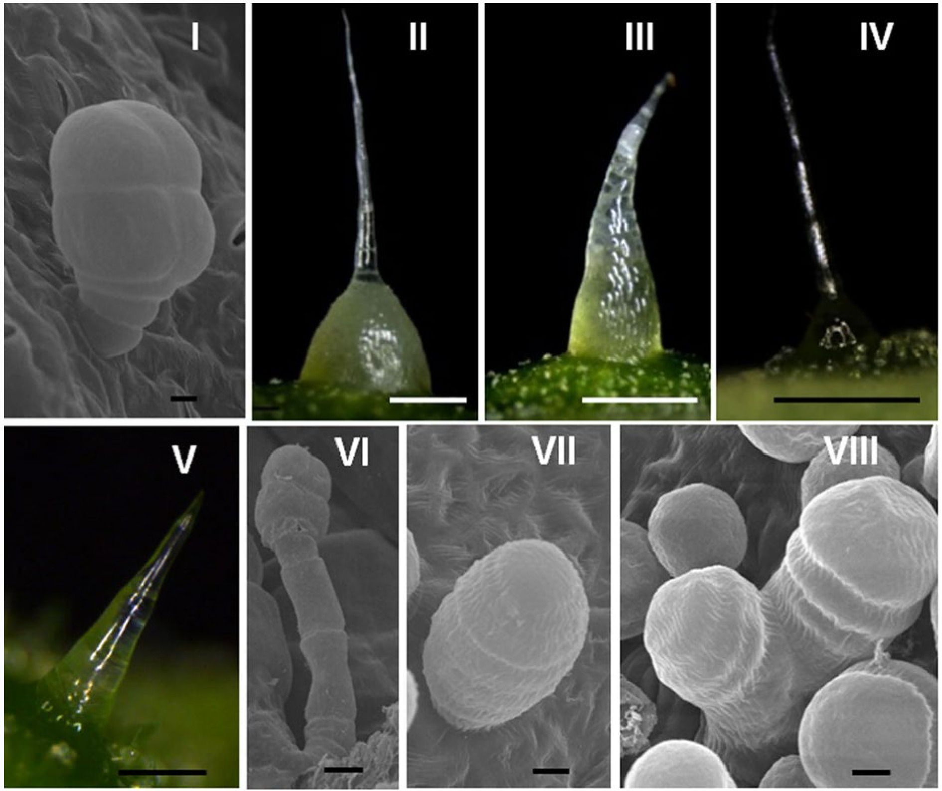 Advances in the regulatory mechanisms of multicellular trichome ...