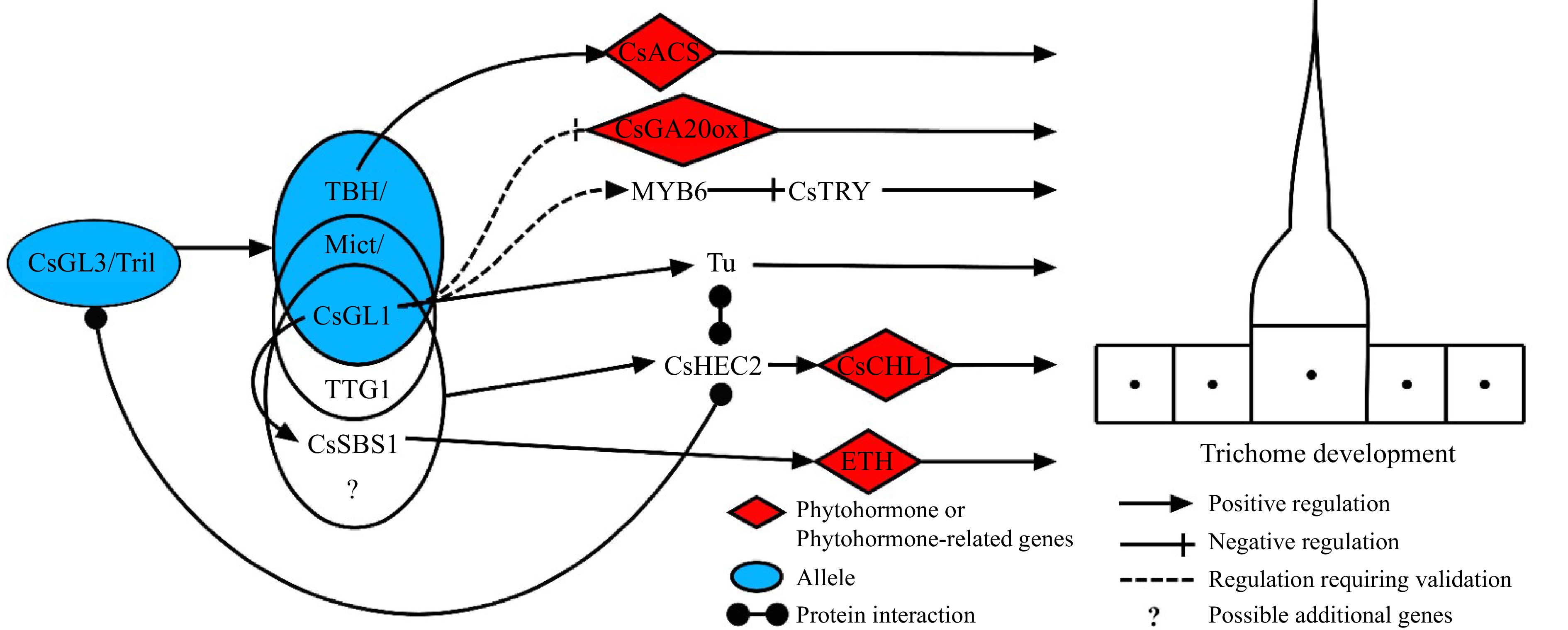 Advances in the regulatory mechanisms of multicellular trichome ...