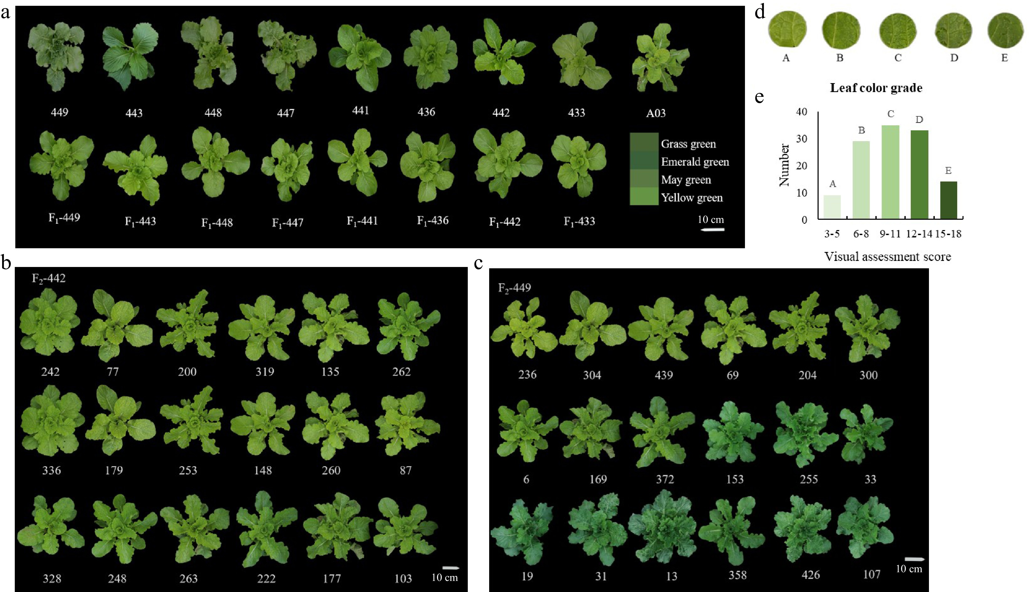 PLS-DA model for accurate identification of Chinese cabbage leaf color based on multispectral ...