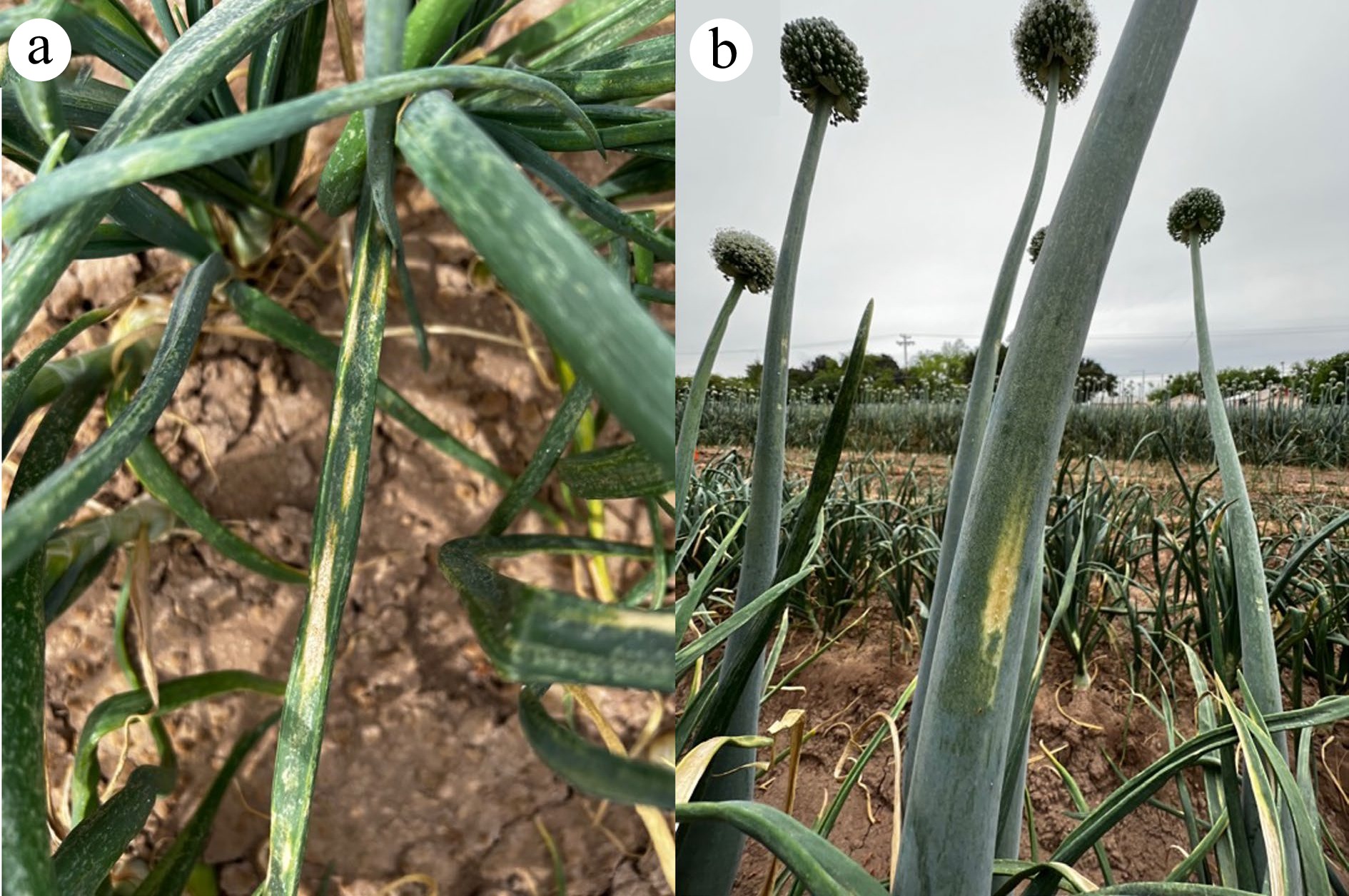 Reduced Iris yellow spot symptom expression in the selected onion germplasm