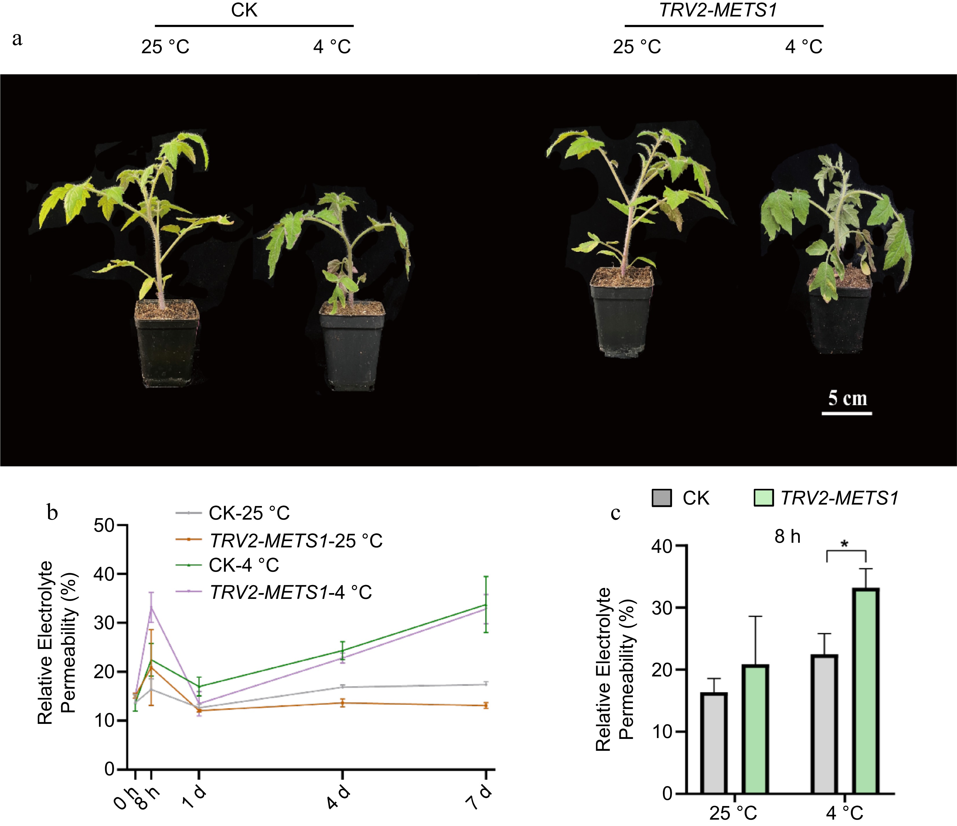 Tomato SlMETS1 positively regulates cold stress tolerance by involving ...
