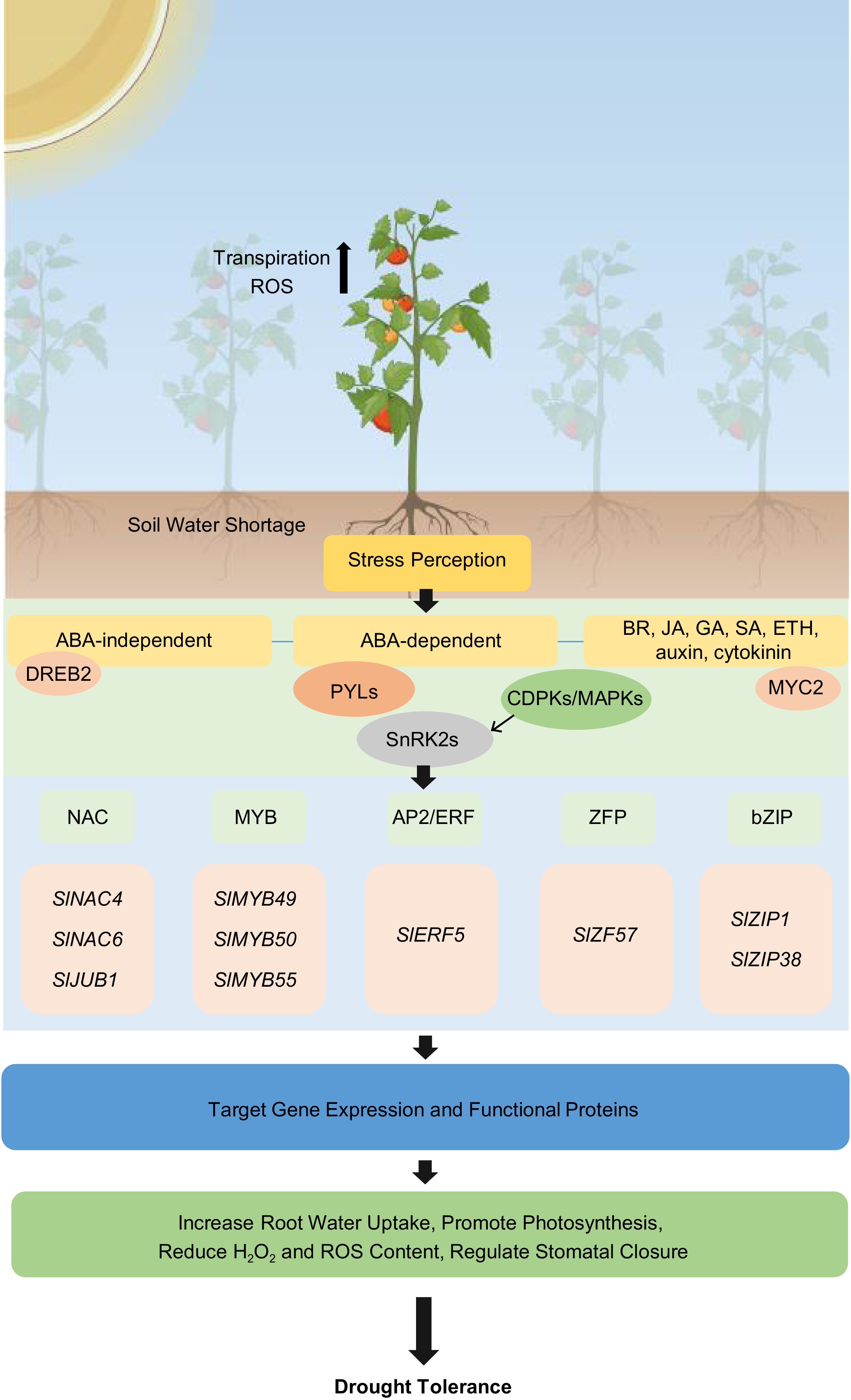 Understanding drought stress response mechanisms in tomato