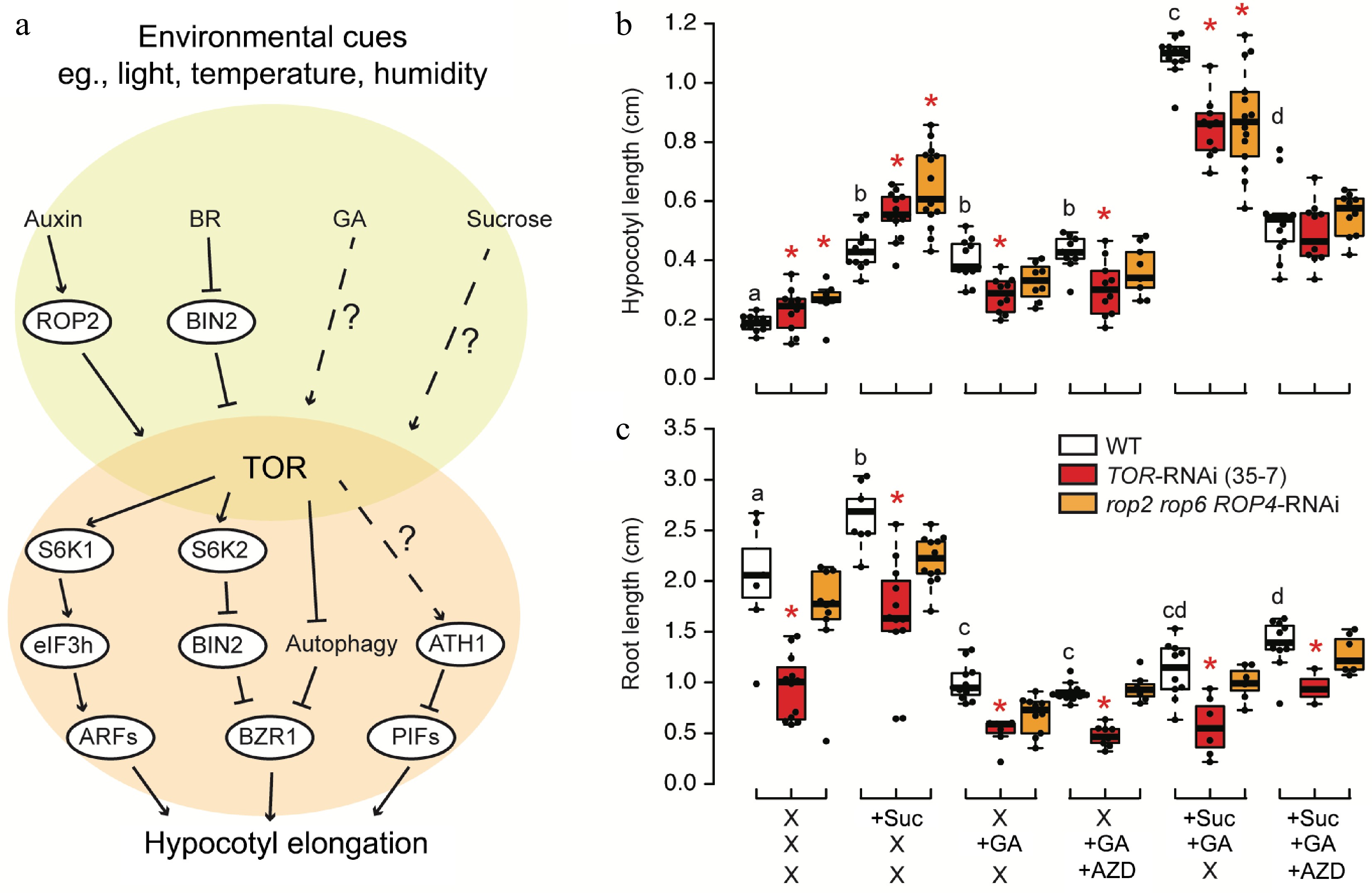 Unveiling the significance of Target of Rapamycin (TOR) signalling in ...