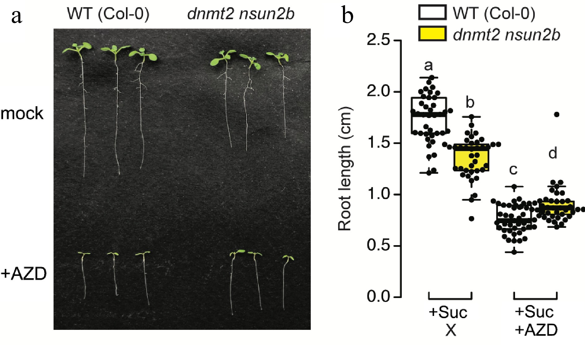 Unveiling the significance of Target of Rapamycin (TOR) signalling in ...