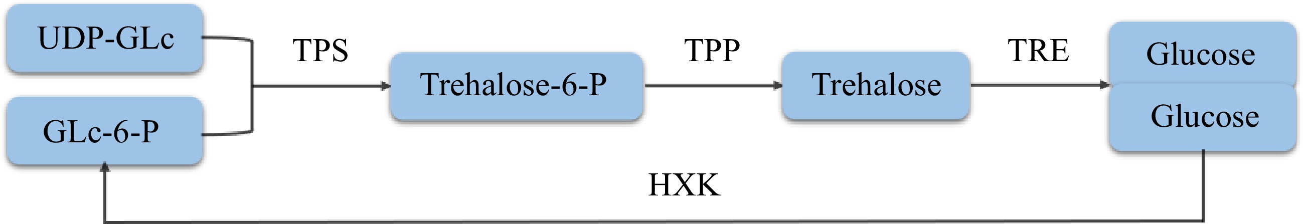 Versatile roles of trehalose in plant growth and development and ...