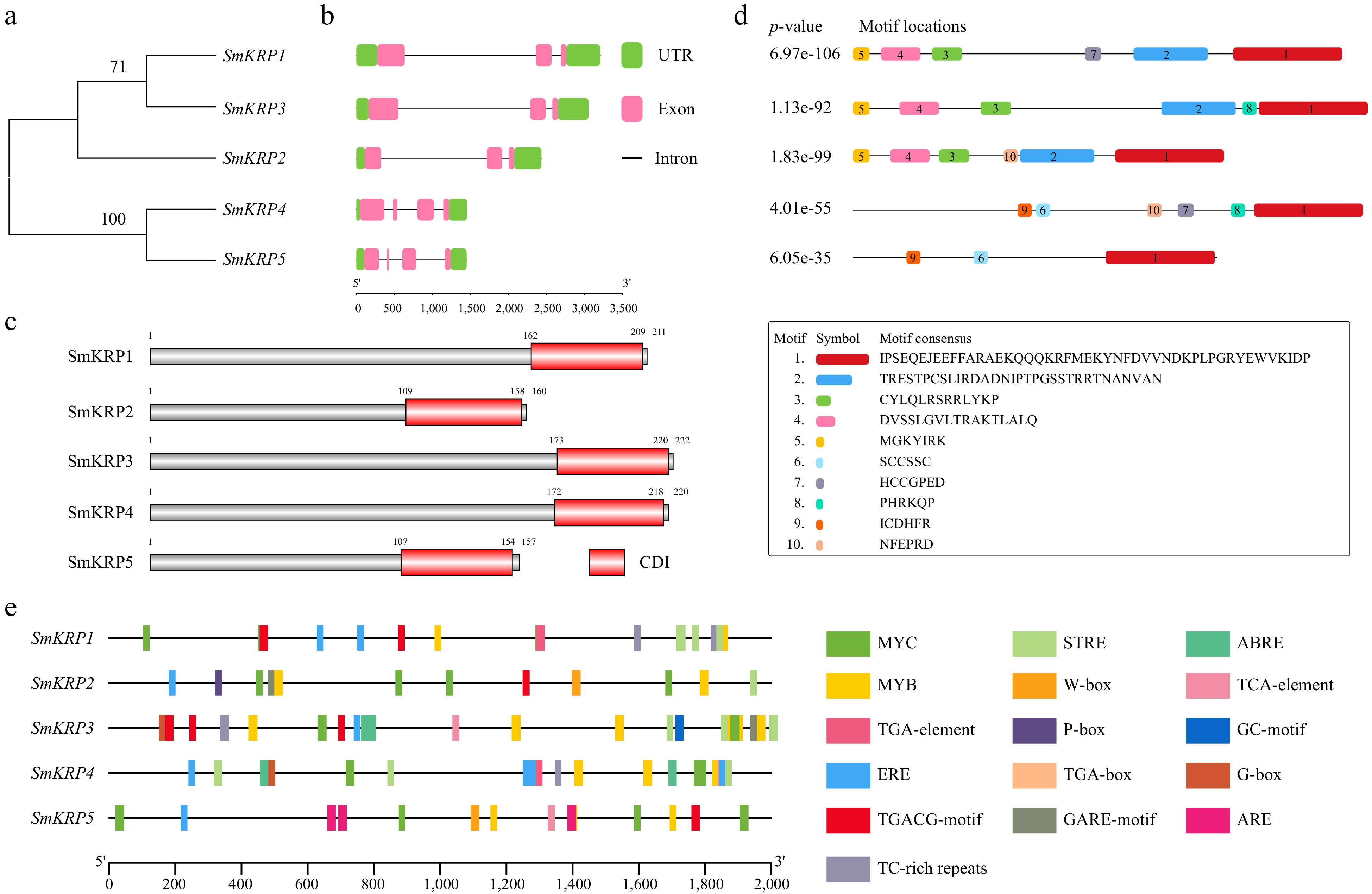 Genome-wide identification of Kip-related protein (KRP) gene family ...