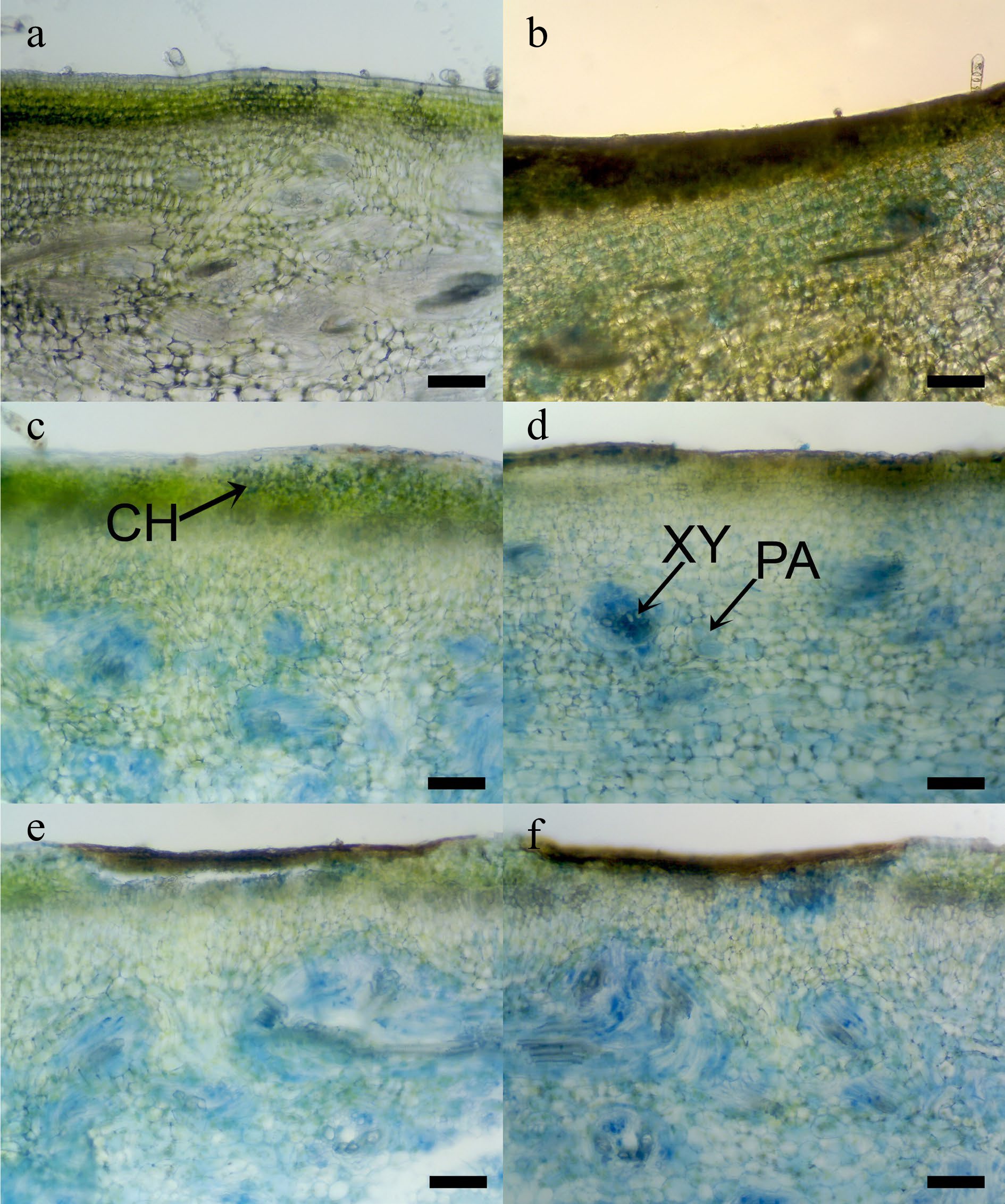Structural membrane alterations in tropical horticultural crops under ...