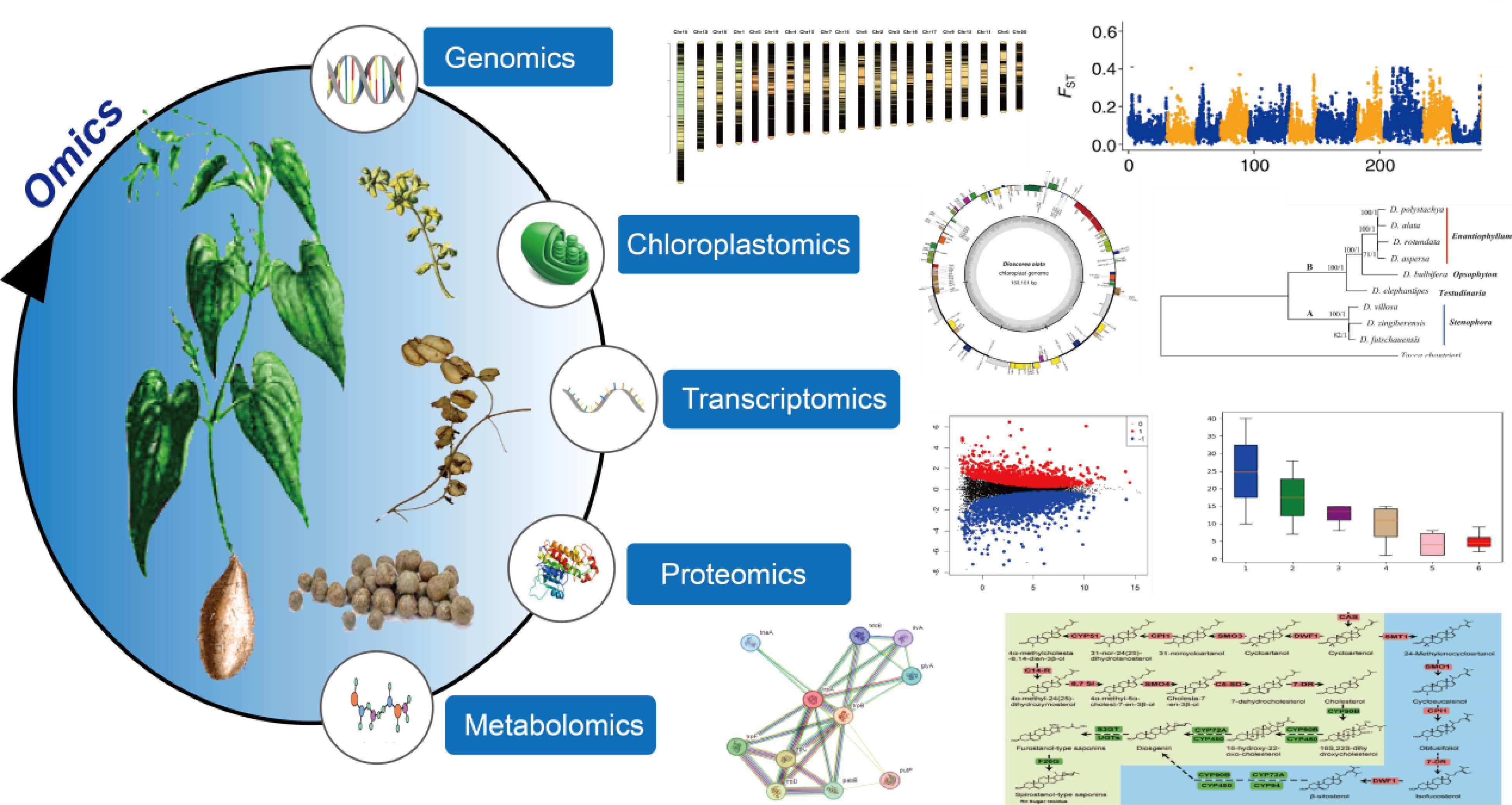 Omics technologies accelerating research progress in yams