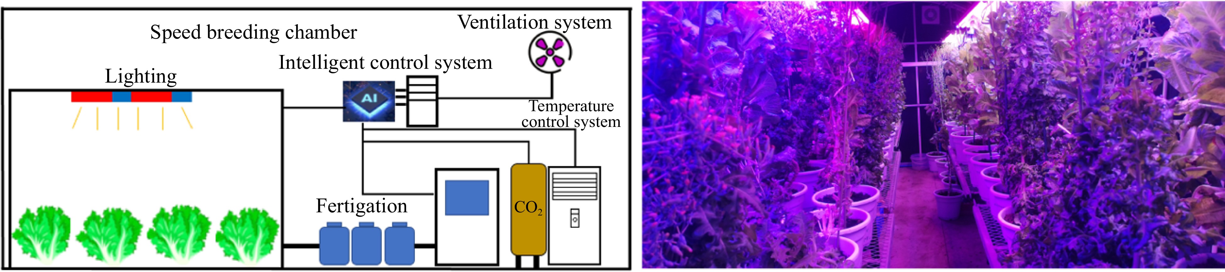 Plant factory technology as a powerful tool for improving vegetable ...