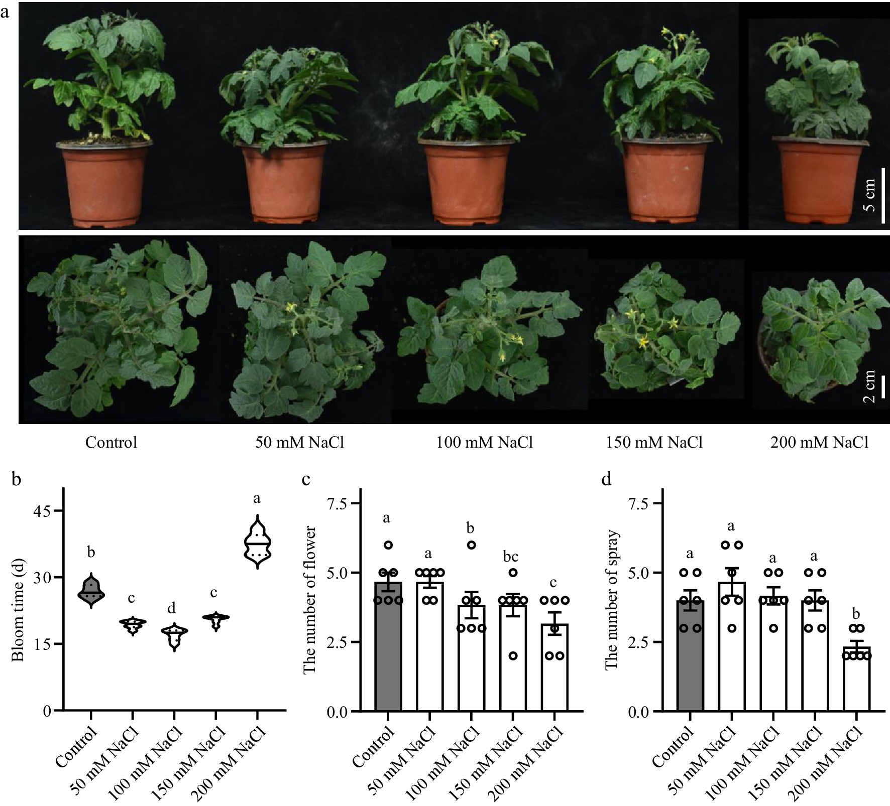 Salt stress induces SFT expression to promote early flowering and ...