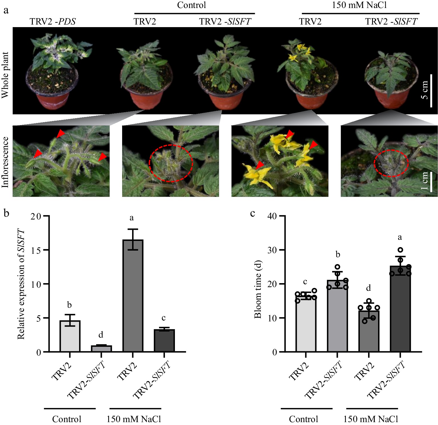 Salt stress induces SFT expression to promote early flowering and ...