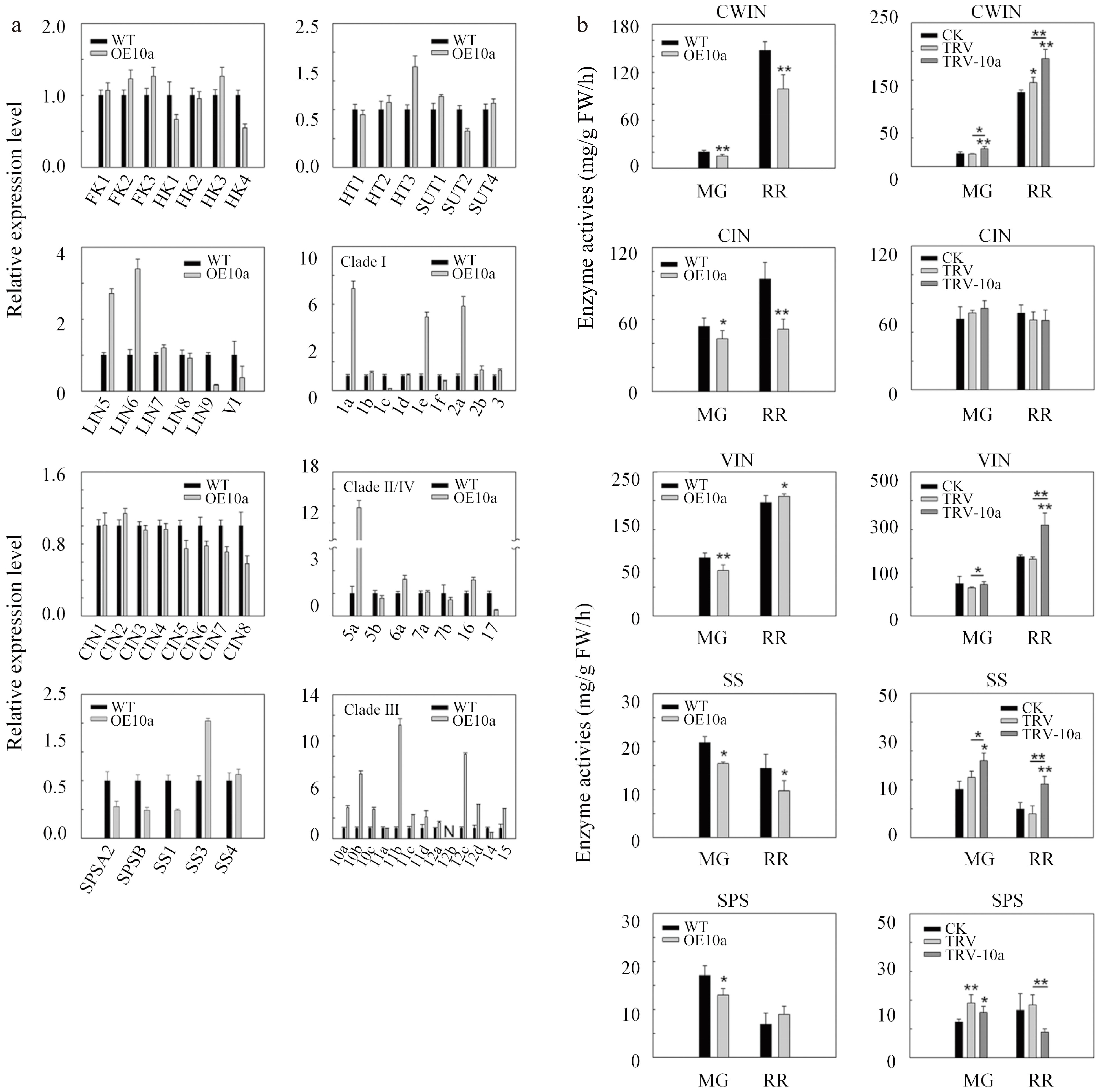 SlSWEET10a negatively regulates sucrose transport in tomato fruit