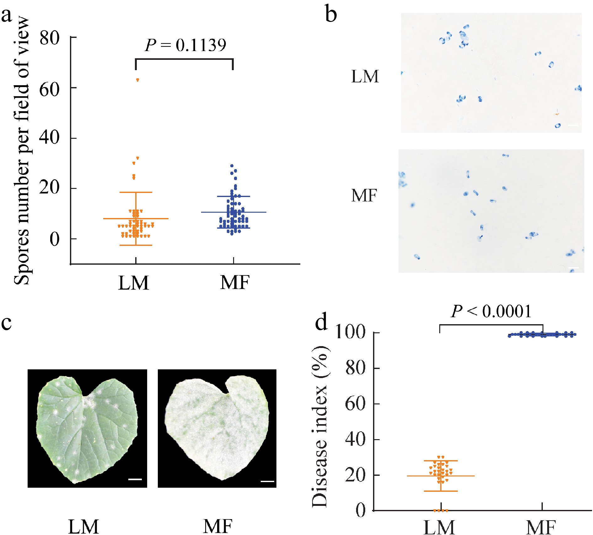 Efficient detection of melon-powdery mildew interactions by a medium ...