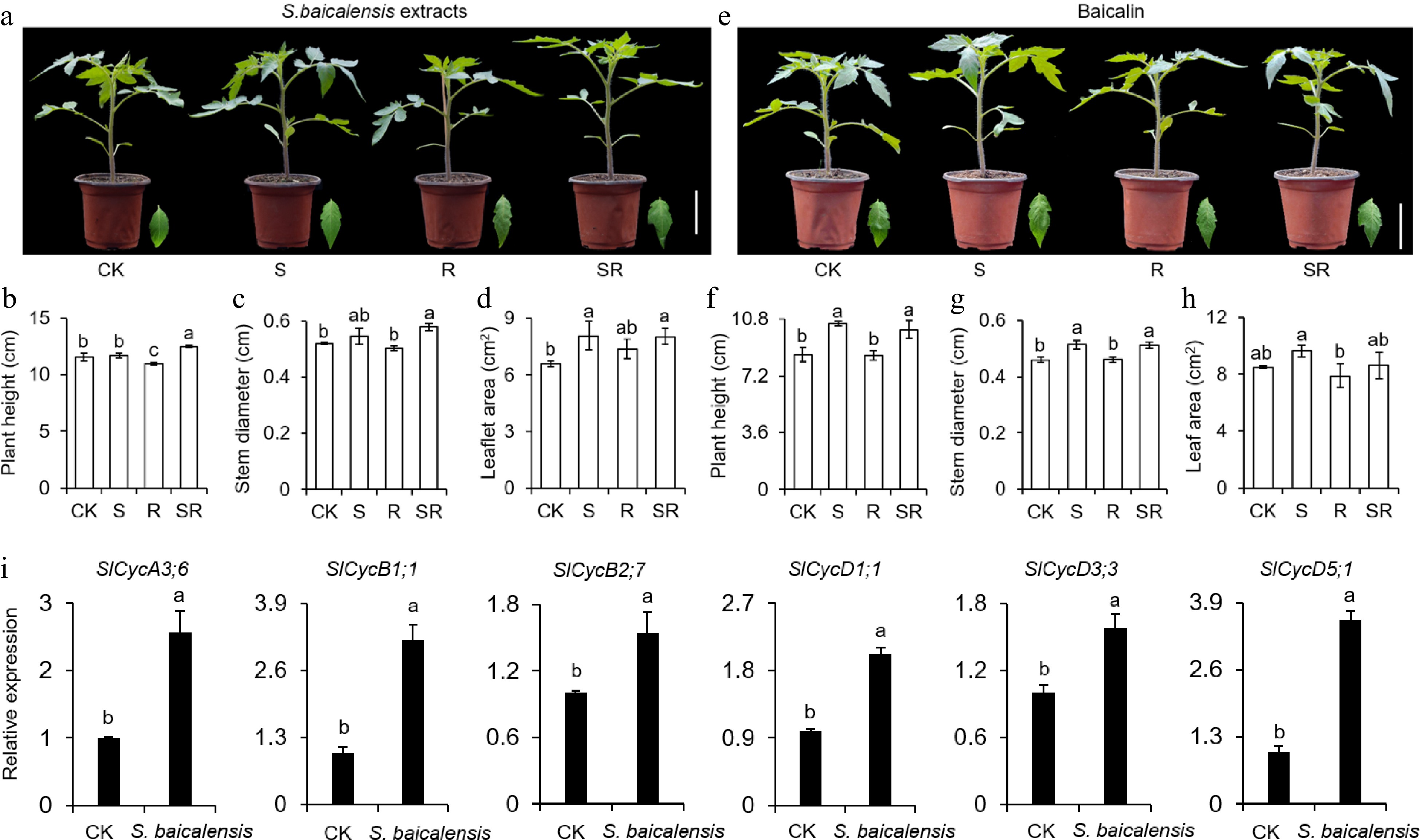 Scutellaria baicalensis Georgi extracts and its active compound ...