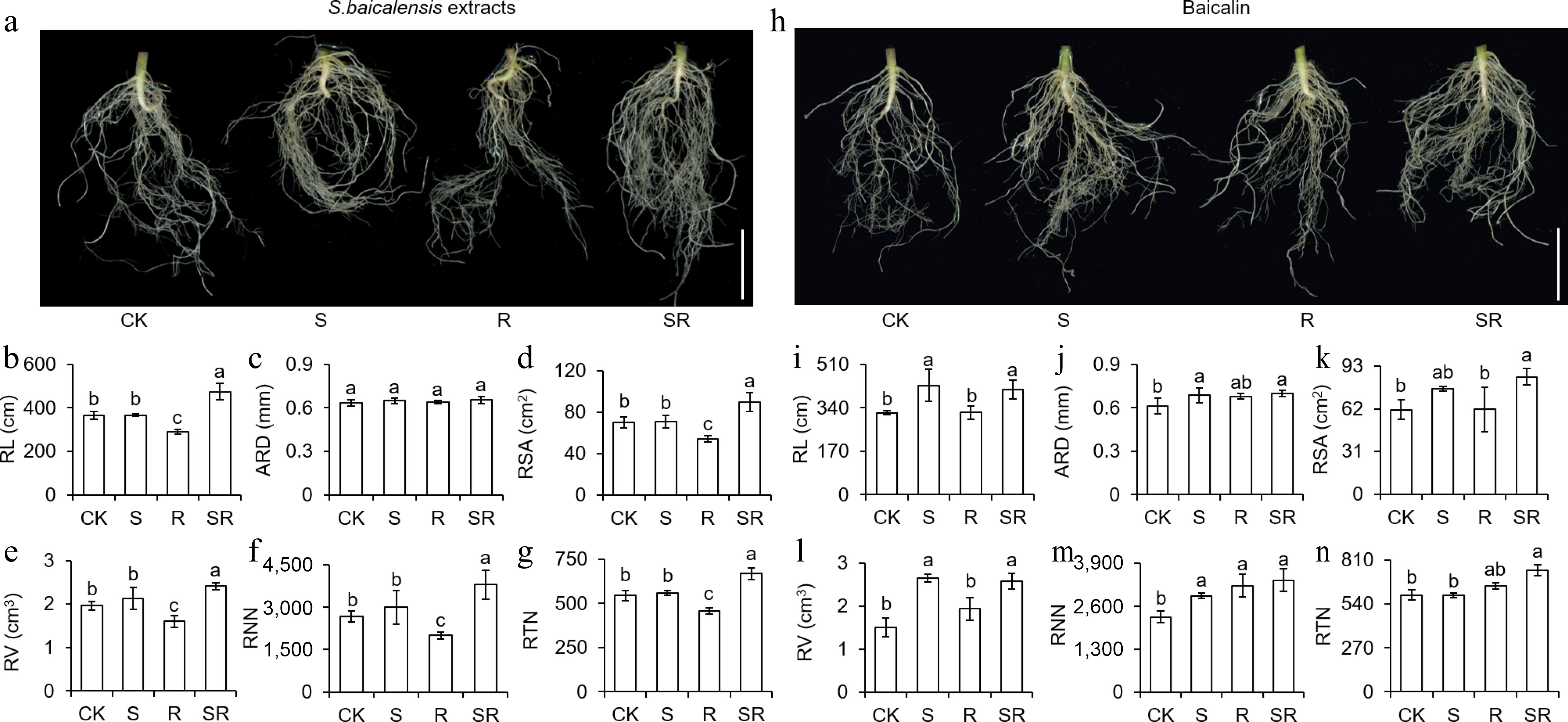 Scutellaria baicalensis Georgi extracts and its active compound ...