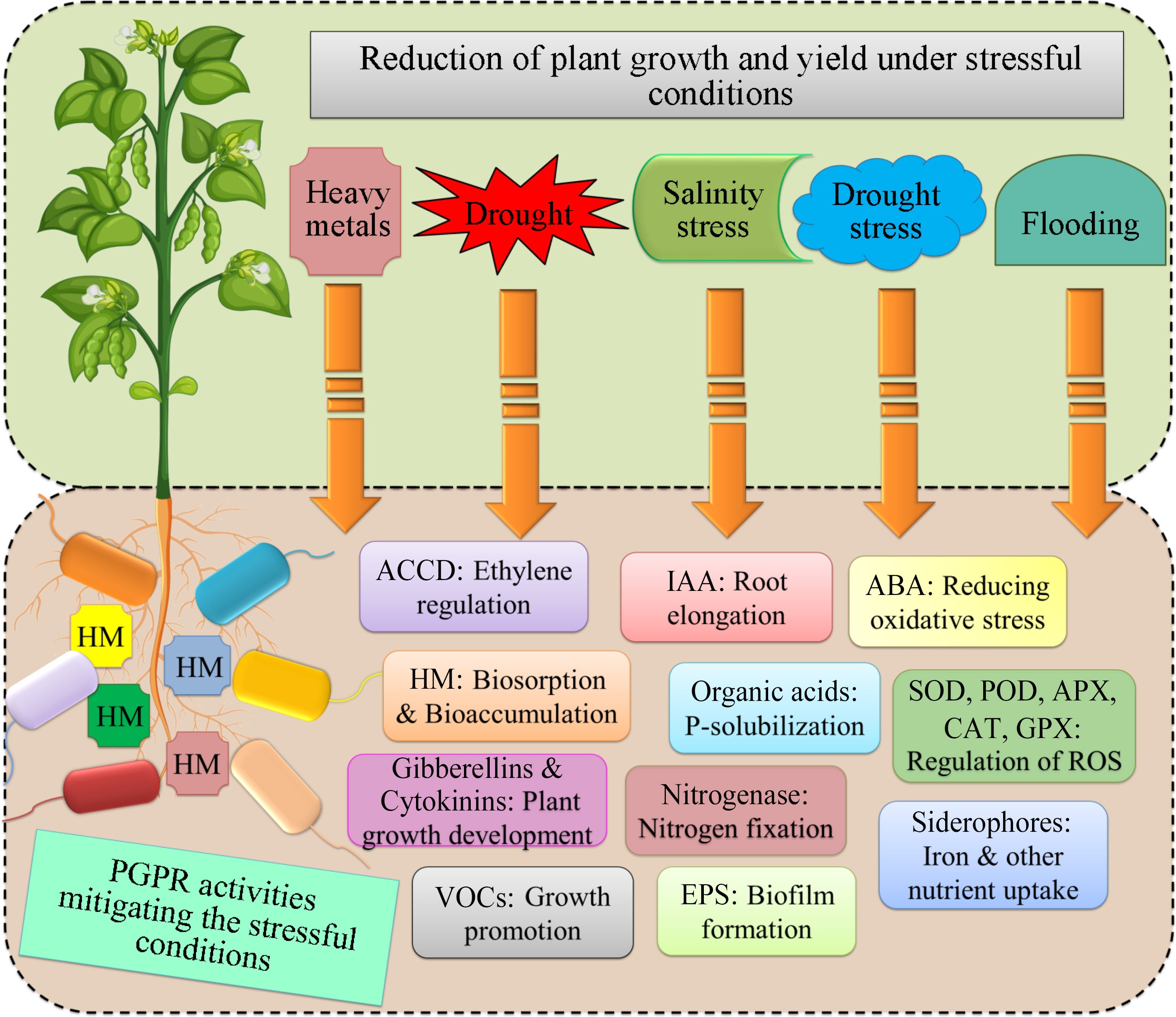 Enhancing crop productivity with salt-tolerant PGPR A step towards ...