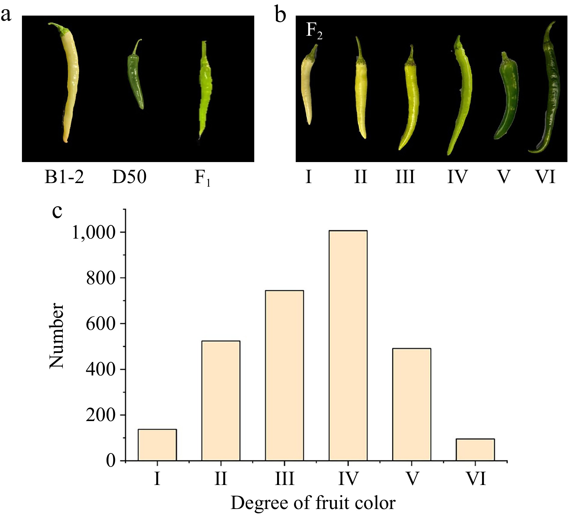 Identification of a new variant allele of CaGLK that is responsible for ...