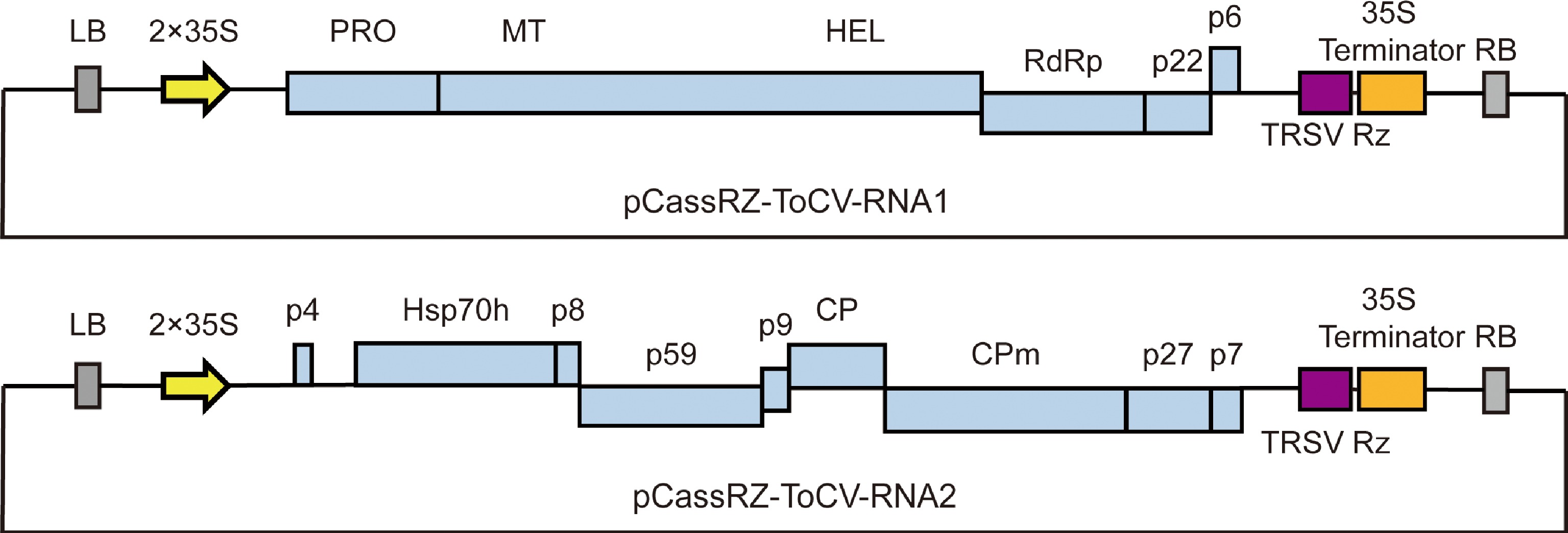 Inoculation method and disease evaluation of tomato chlorotic virus ...