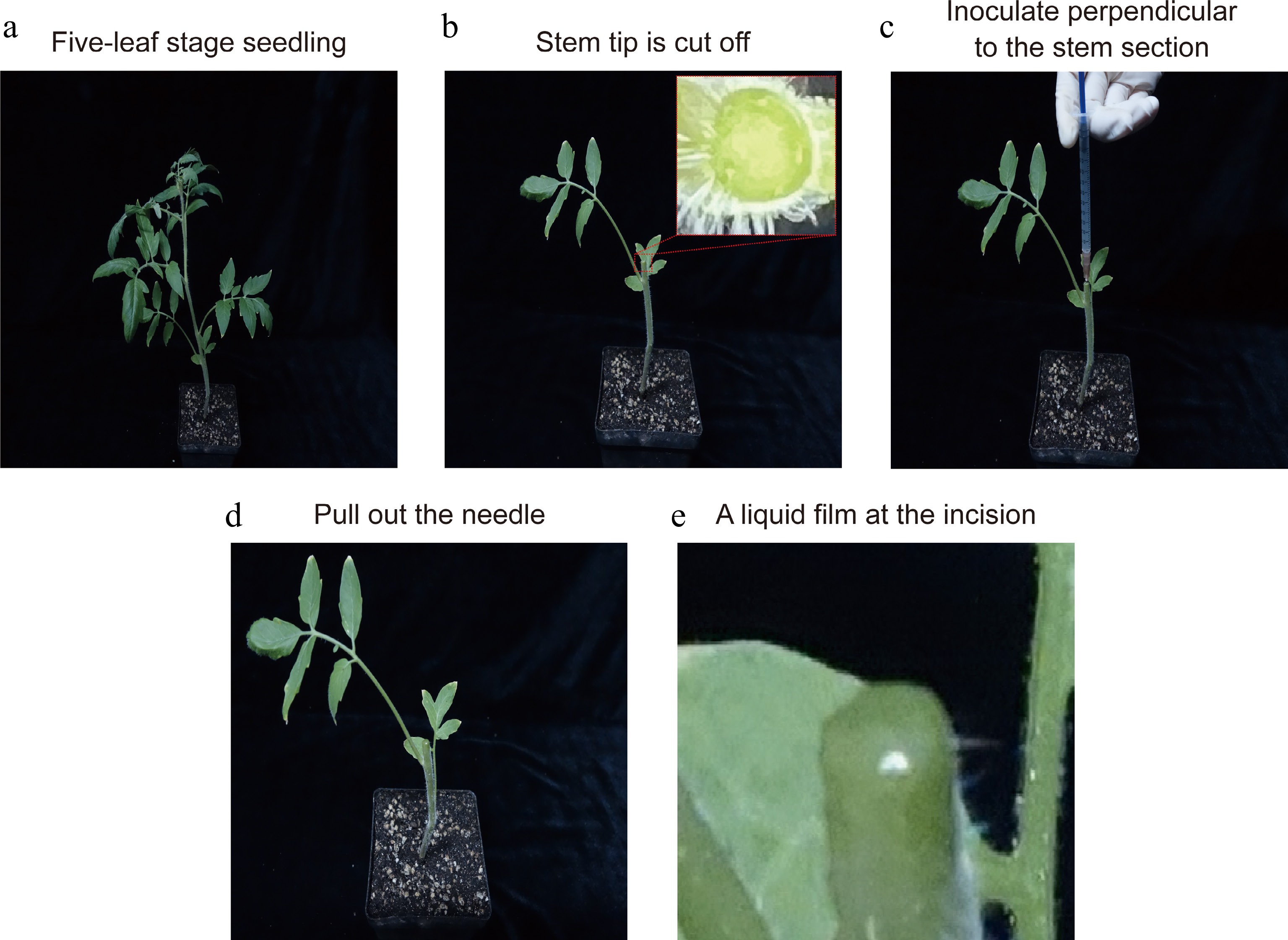 Inoculation method and disease evaluation of tomato chlorotic virus ...
