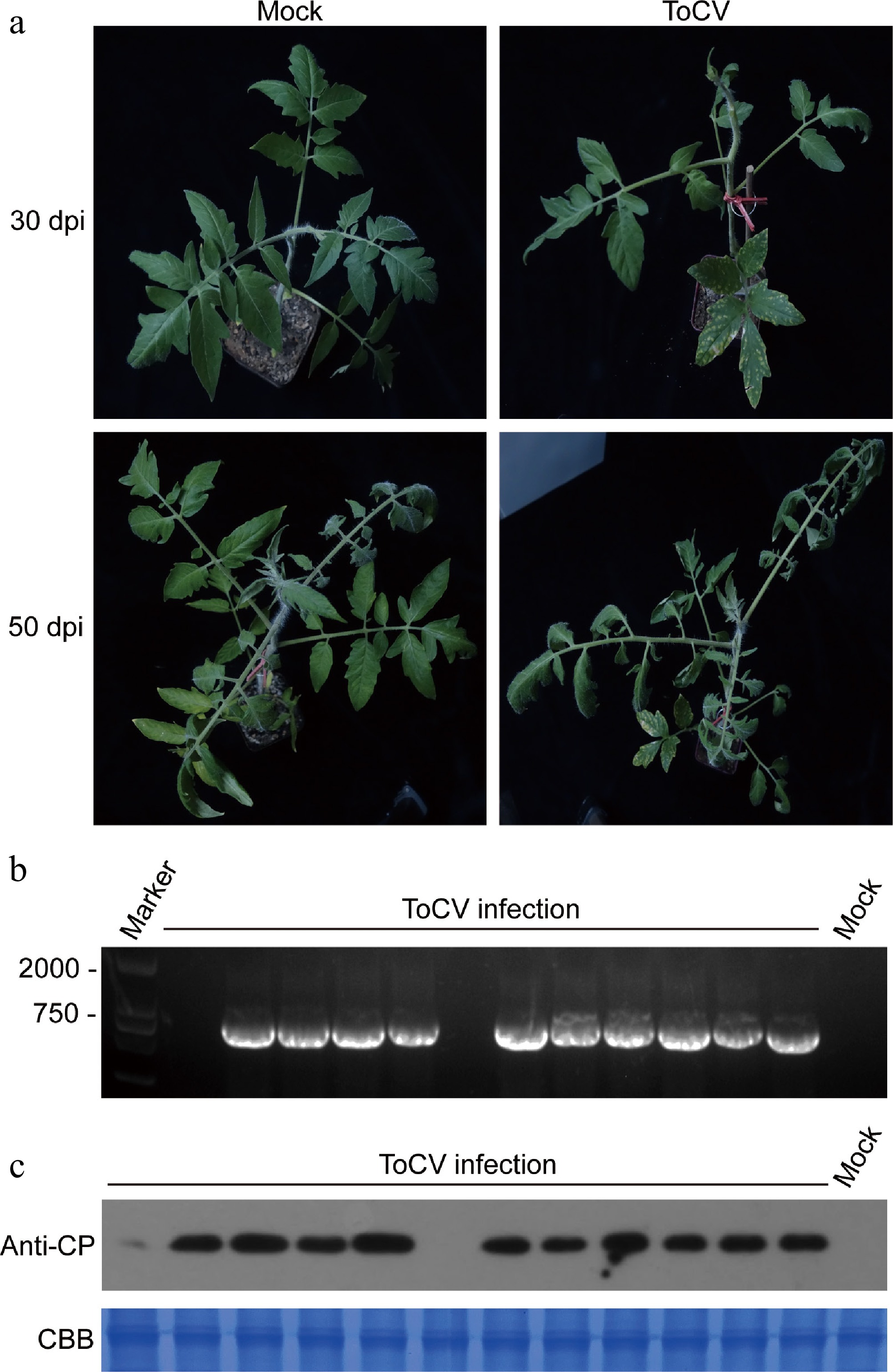 Inoculation method and disease evaluation of tomato chlorotic virus ...