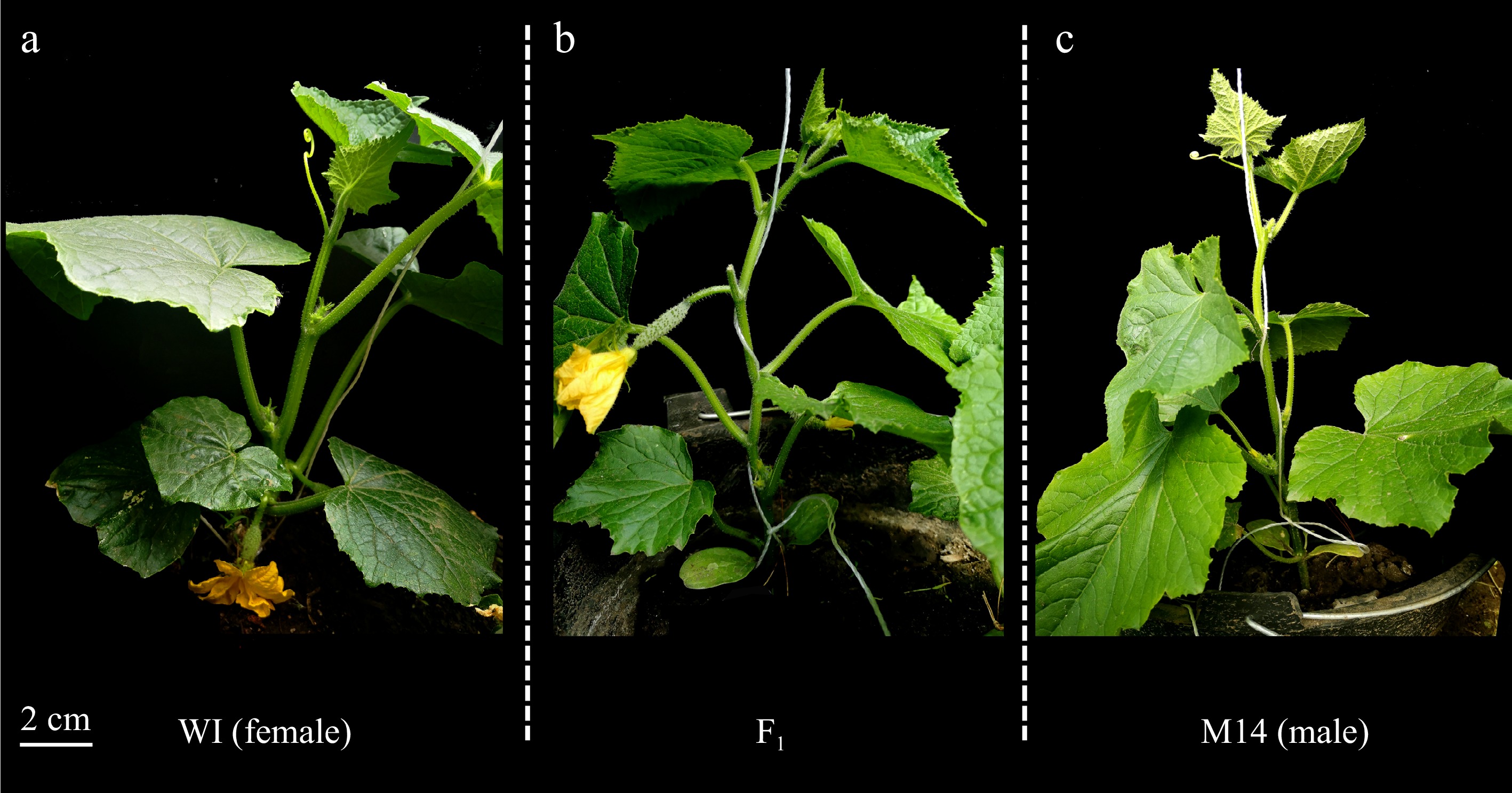 Genetic analysis and candidate gene mining of flowering time in ...