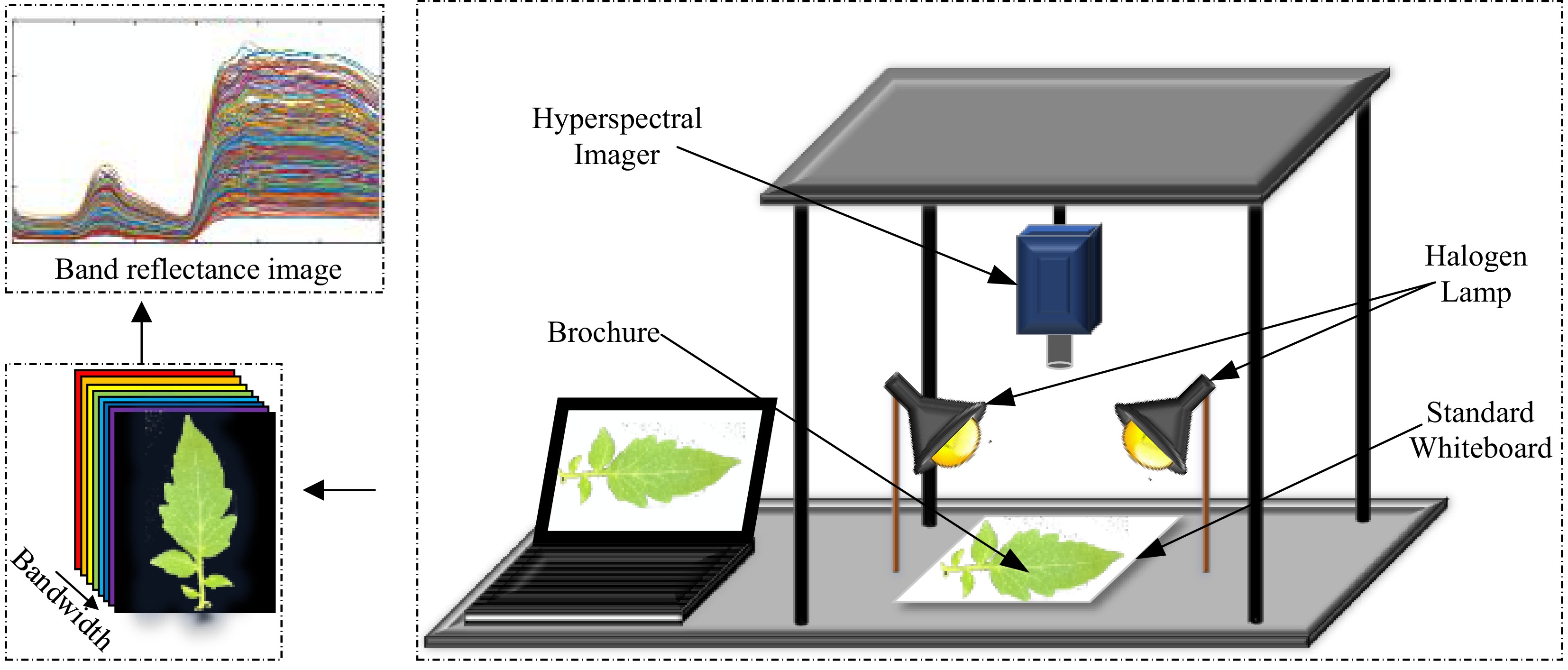 Early detection of tomato leaf spot and wilt diseases based on hyperspectral imaging technology