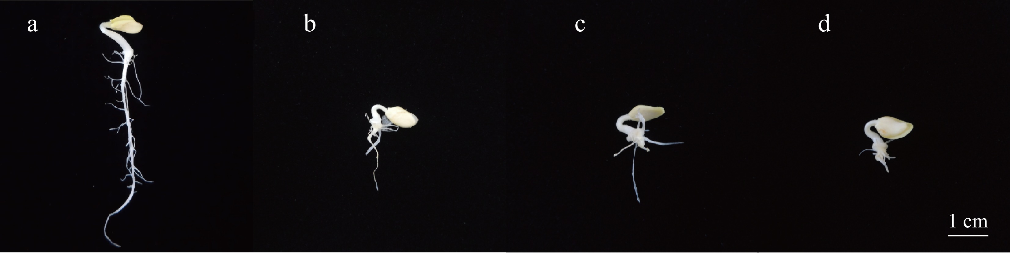 Phenotypic characteristics and transcriptome of wax gourd embryonic ...