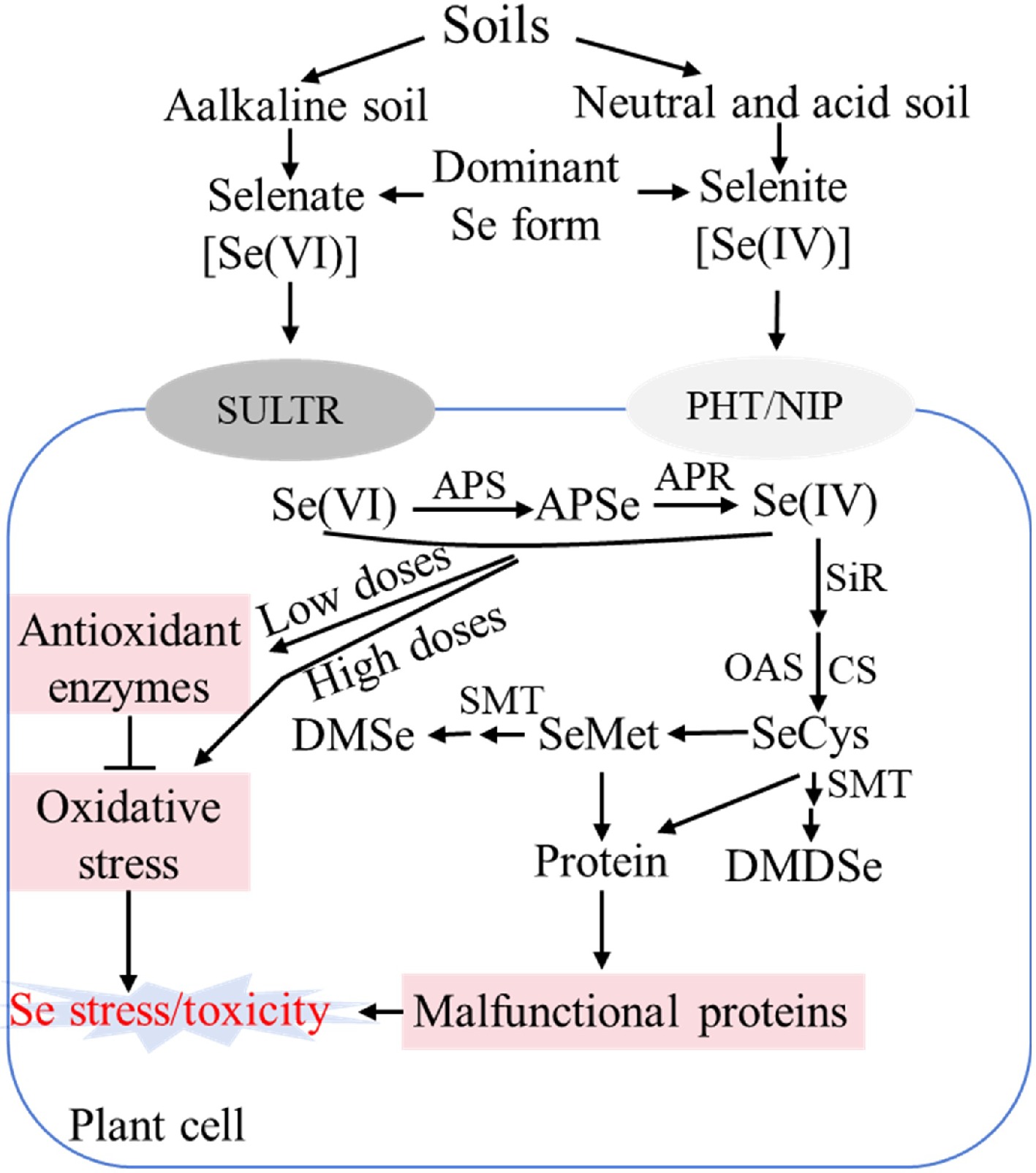 Physiological and transcriptomic insights into selenite-induced stress responses in Cucurbita ...