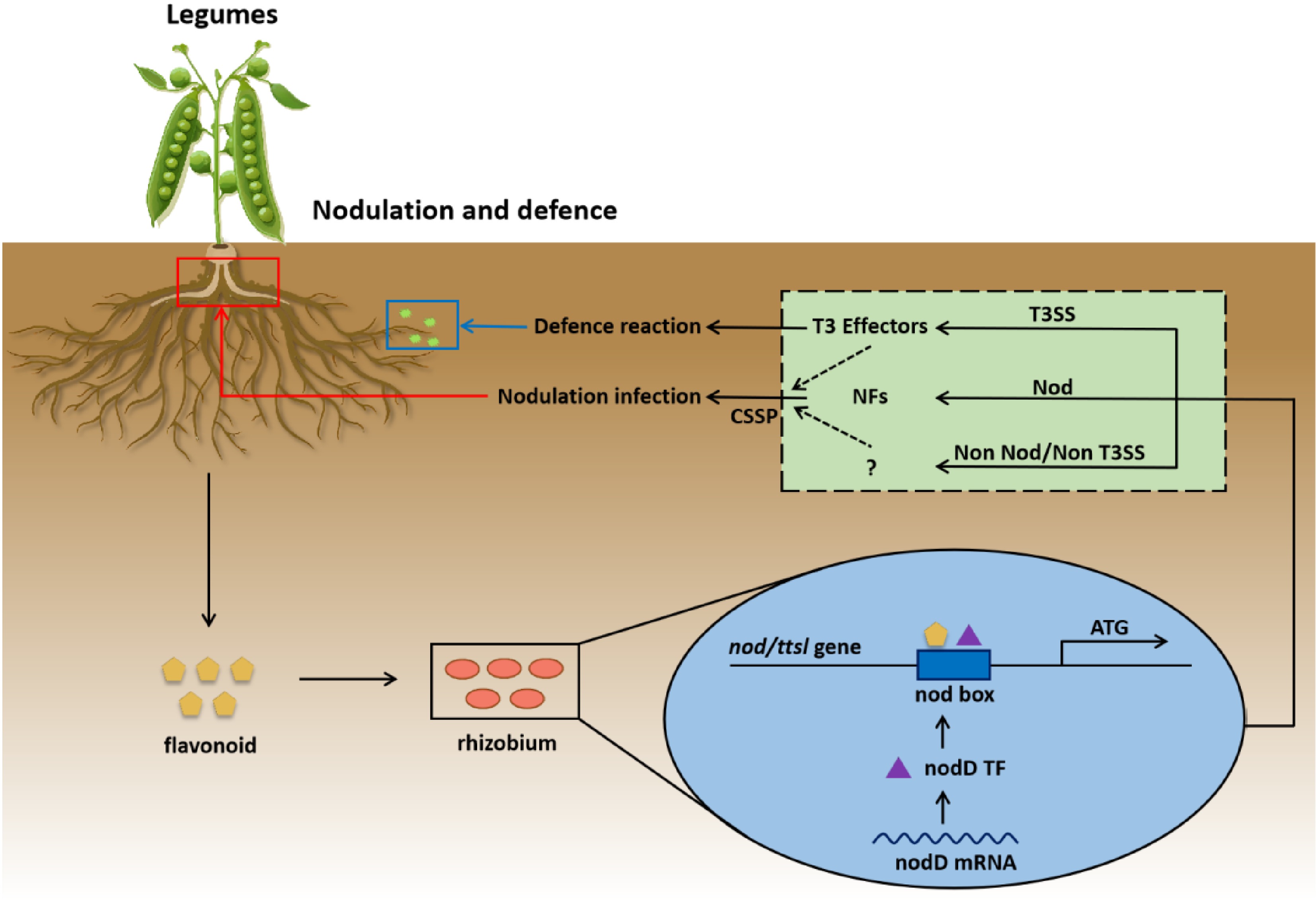 The lectin-rhizobium interactions underlying symbiotic nodulation a ...