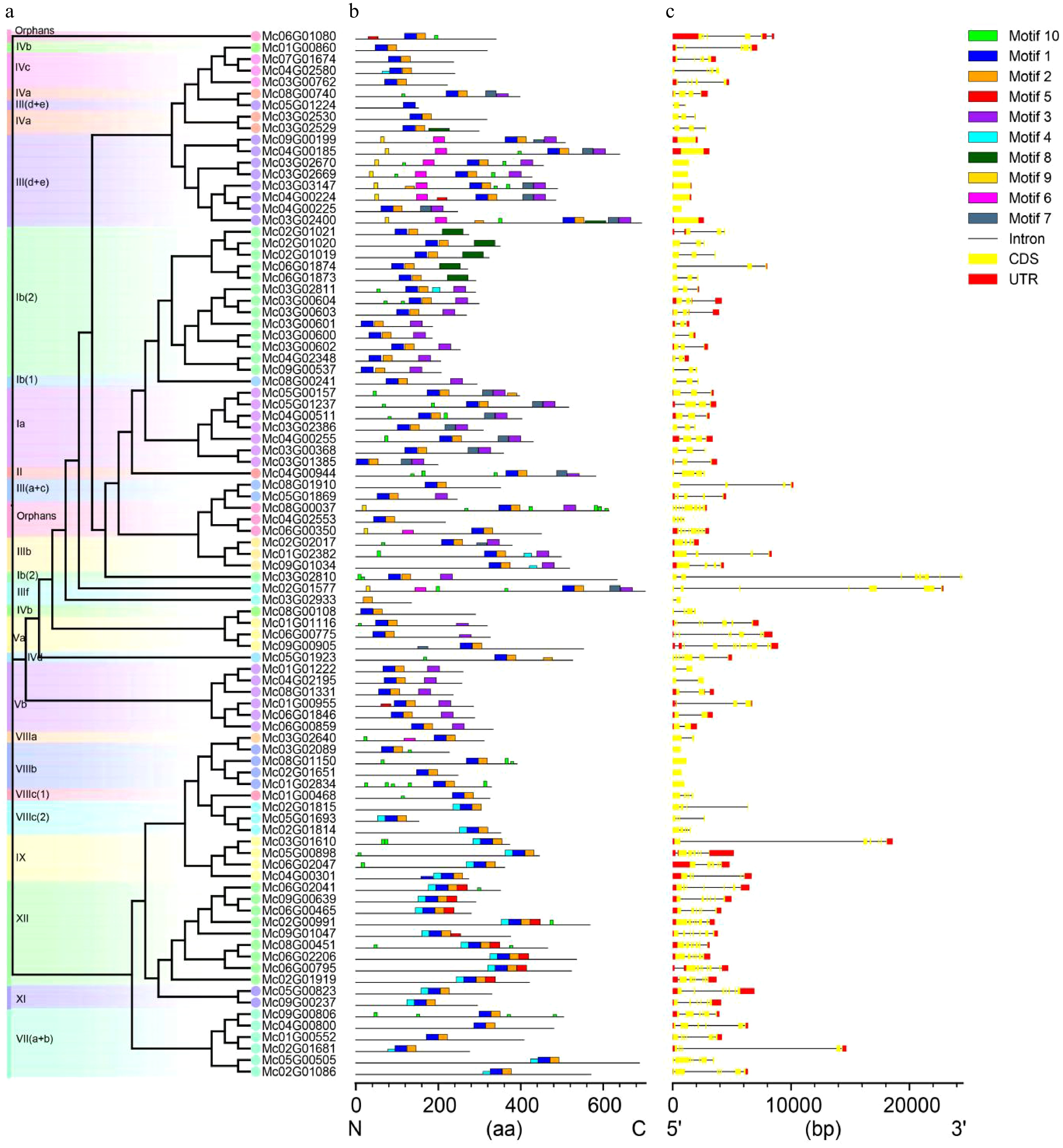 Genome-wide identification, molecular evolution, and expression ...